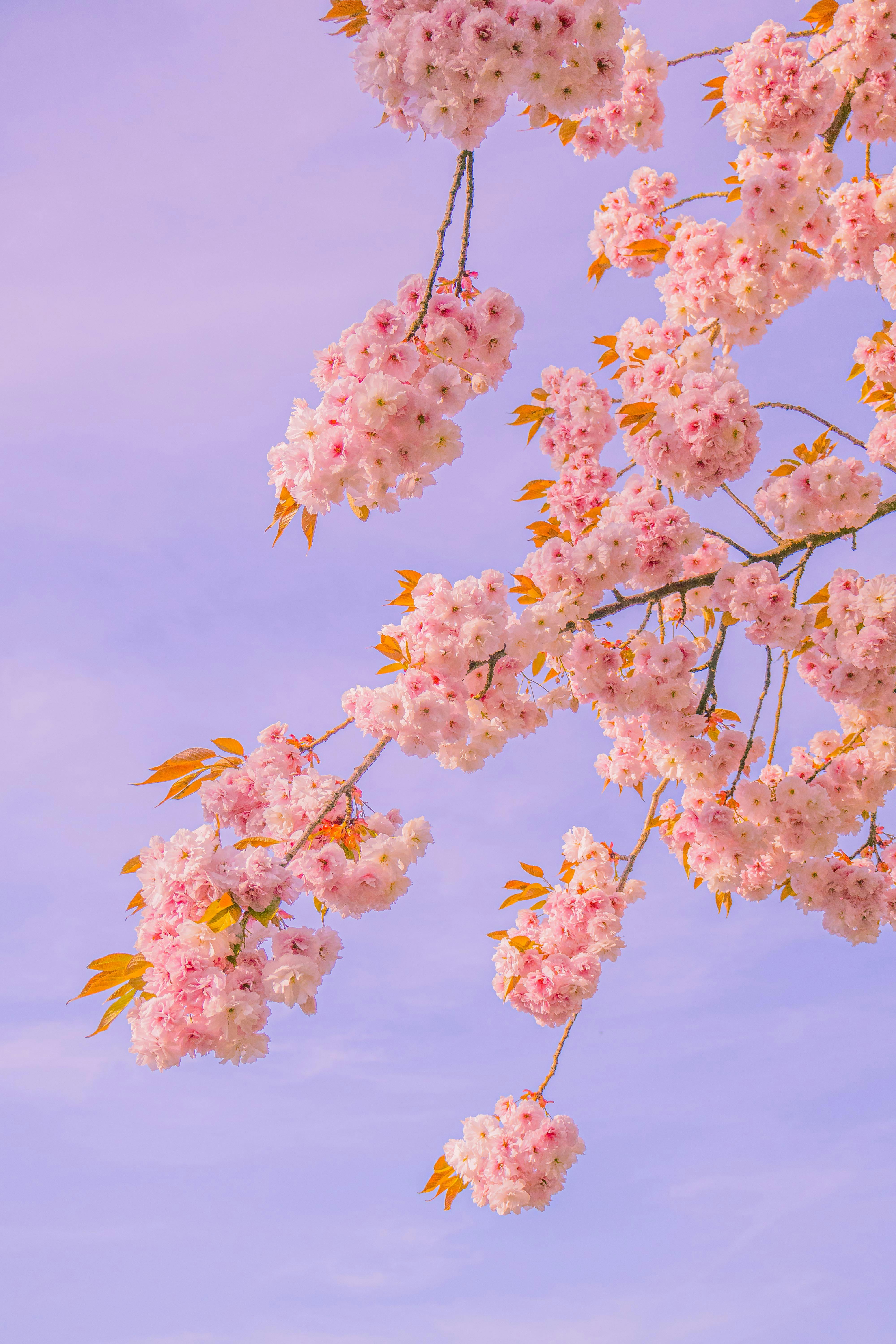 Good+Boy+Sprout+Full+Image Photos, Download The BEST Free Good+Boy ...