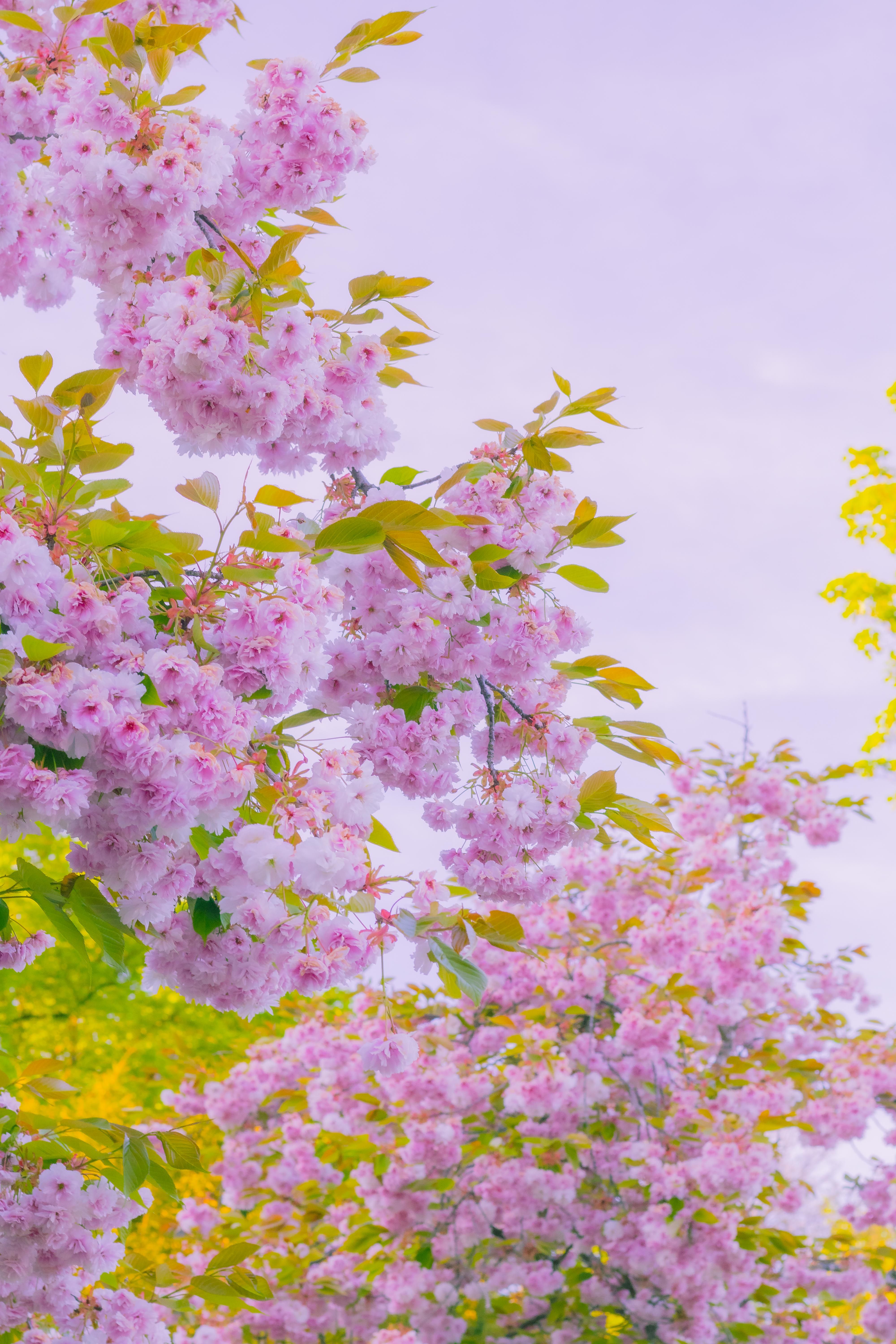 Desktop Wallpaper Pink Cherry Blossom Photos, Download The BEST Free ...