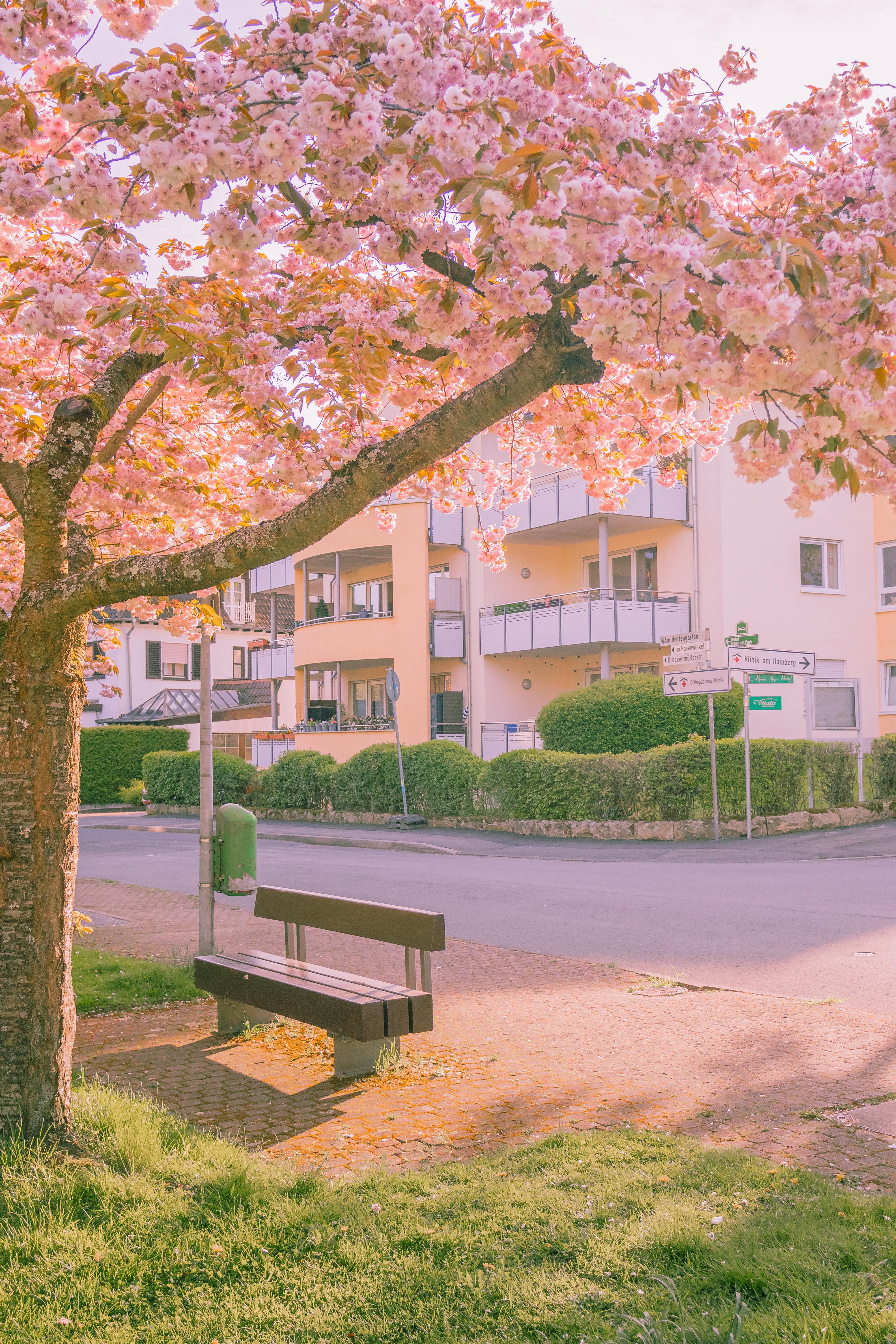 Cherry Blossom in Springtime, Bad Hersfeld Street Scene · Free Stock Photo