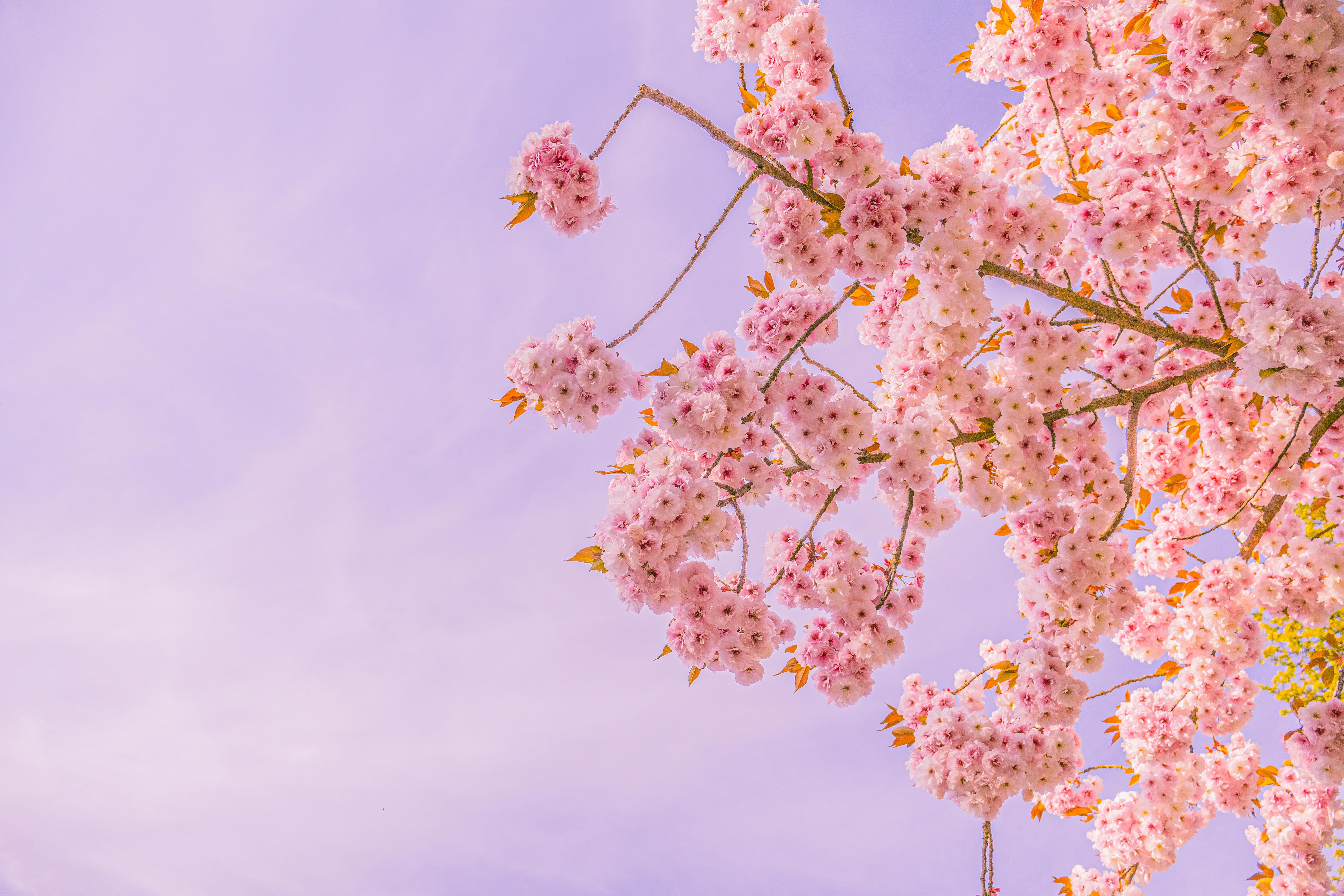 Spring Backgrounds For Teams Photos, Download The BEST Free Spring ...