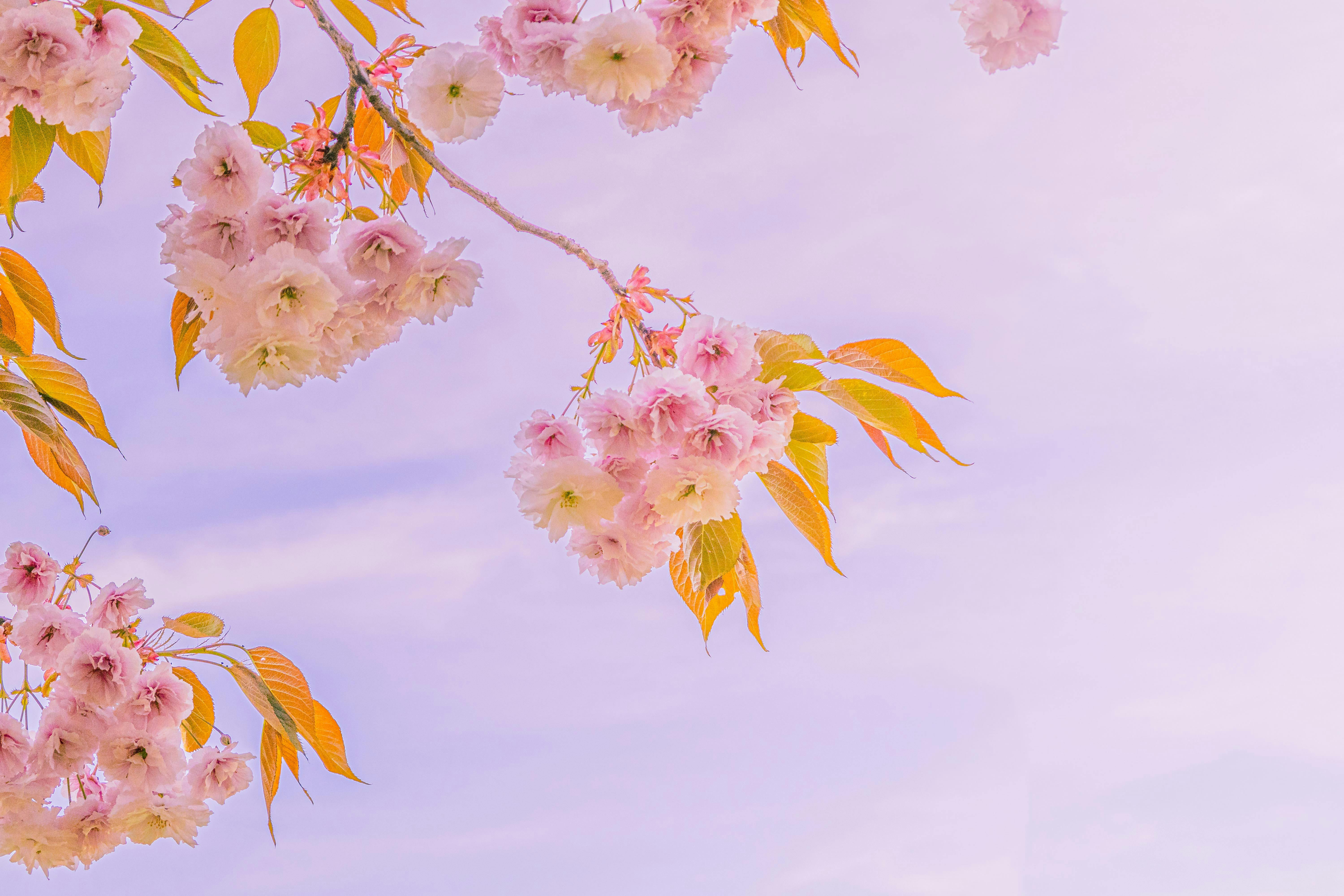 Pink Pastel Spring Desktop Wallpaper Photos, Download The BEST Free ...
