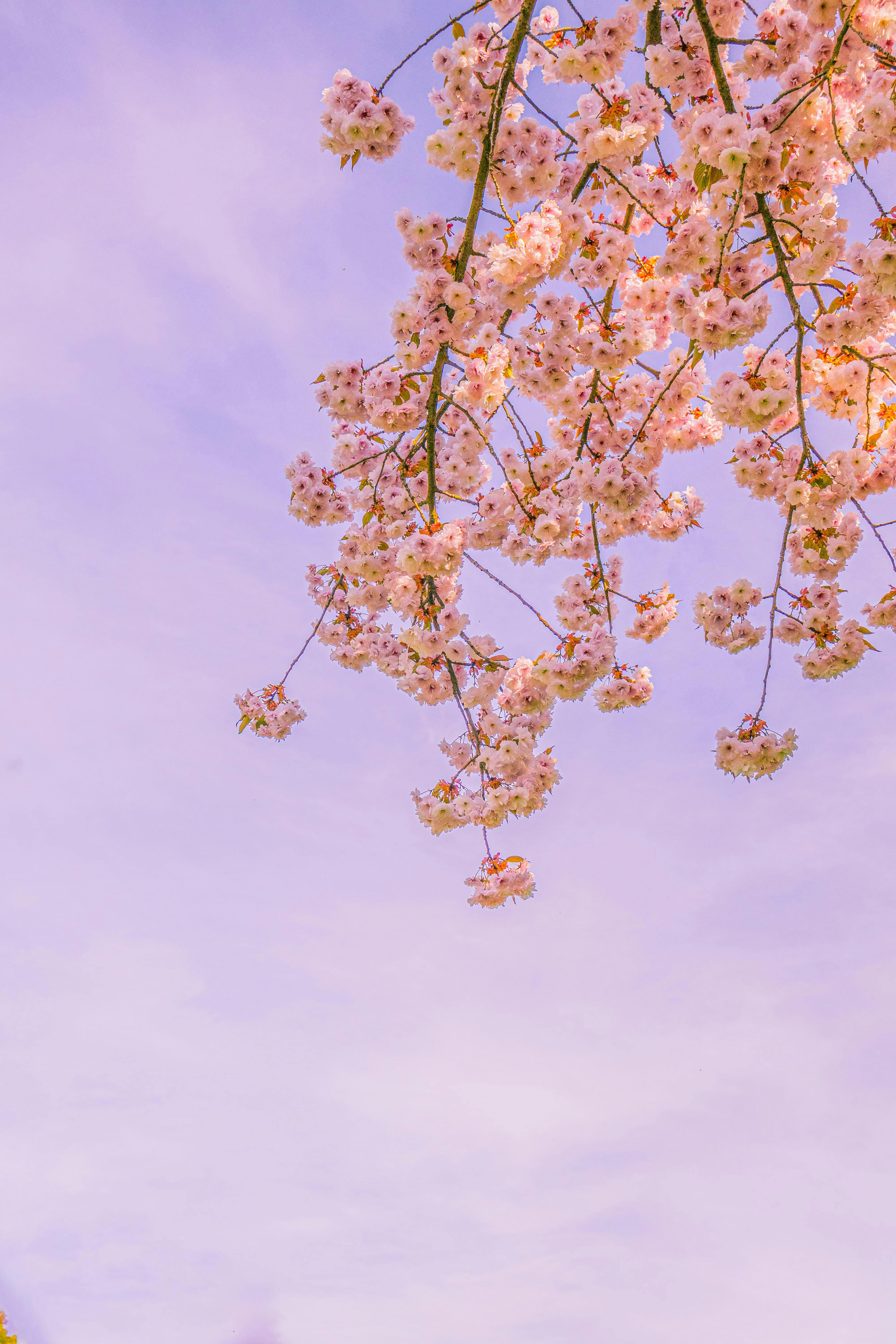 Cholo Wallpaper Photos, Download The BEST Free Cholo Wallpaper Stock ...