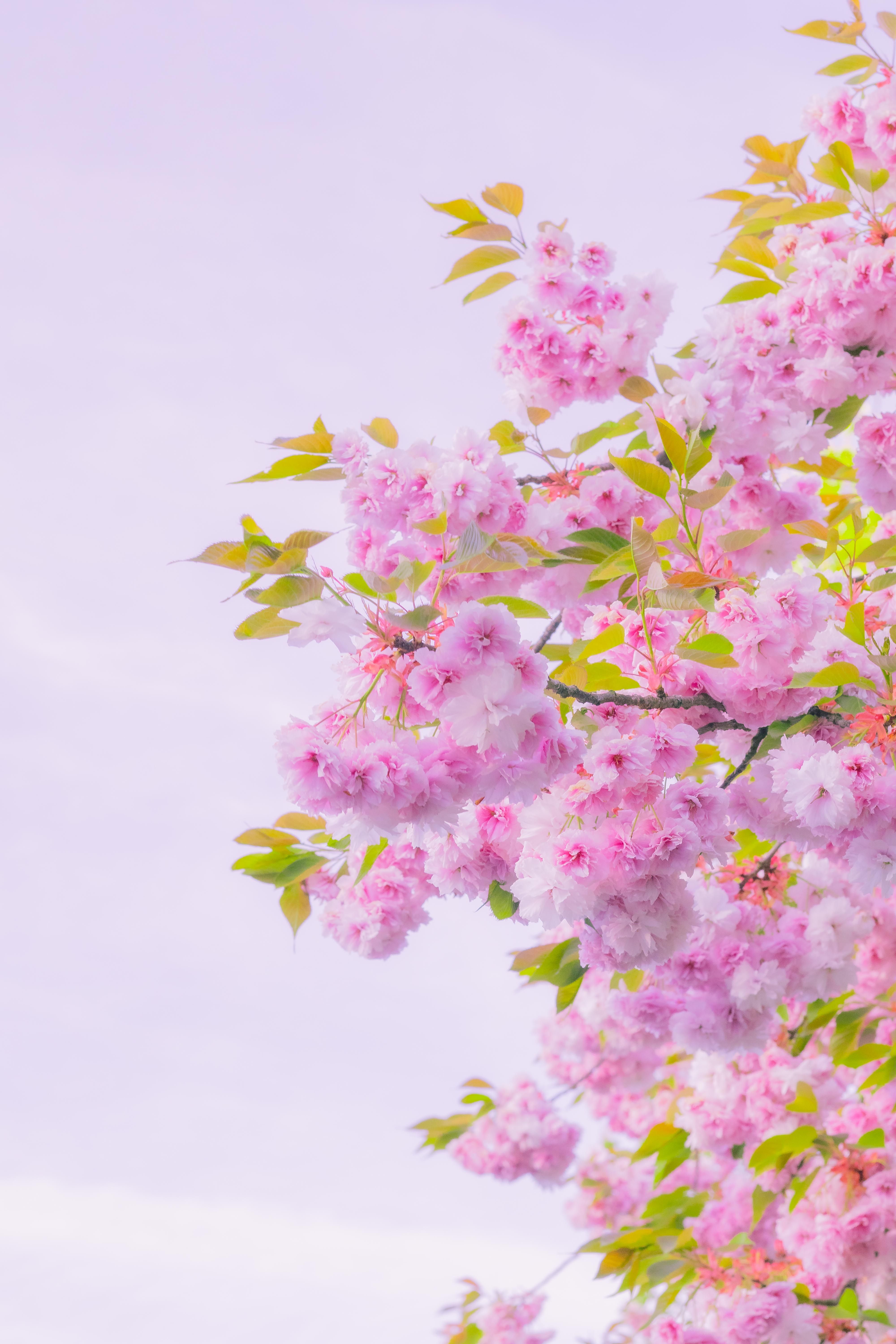 Cute Wallpaper Sanrio Photos, Download The BEST Free Cute Wallpaper ...