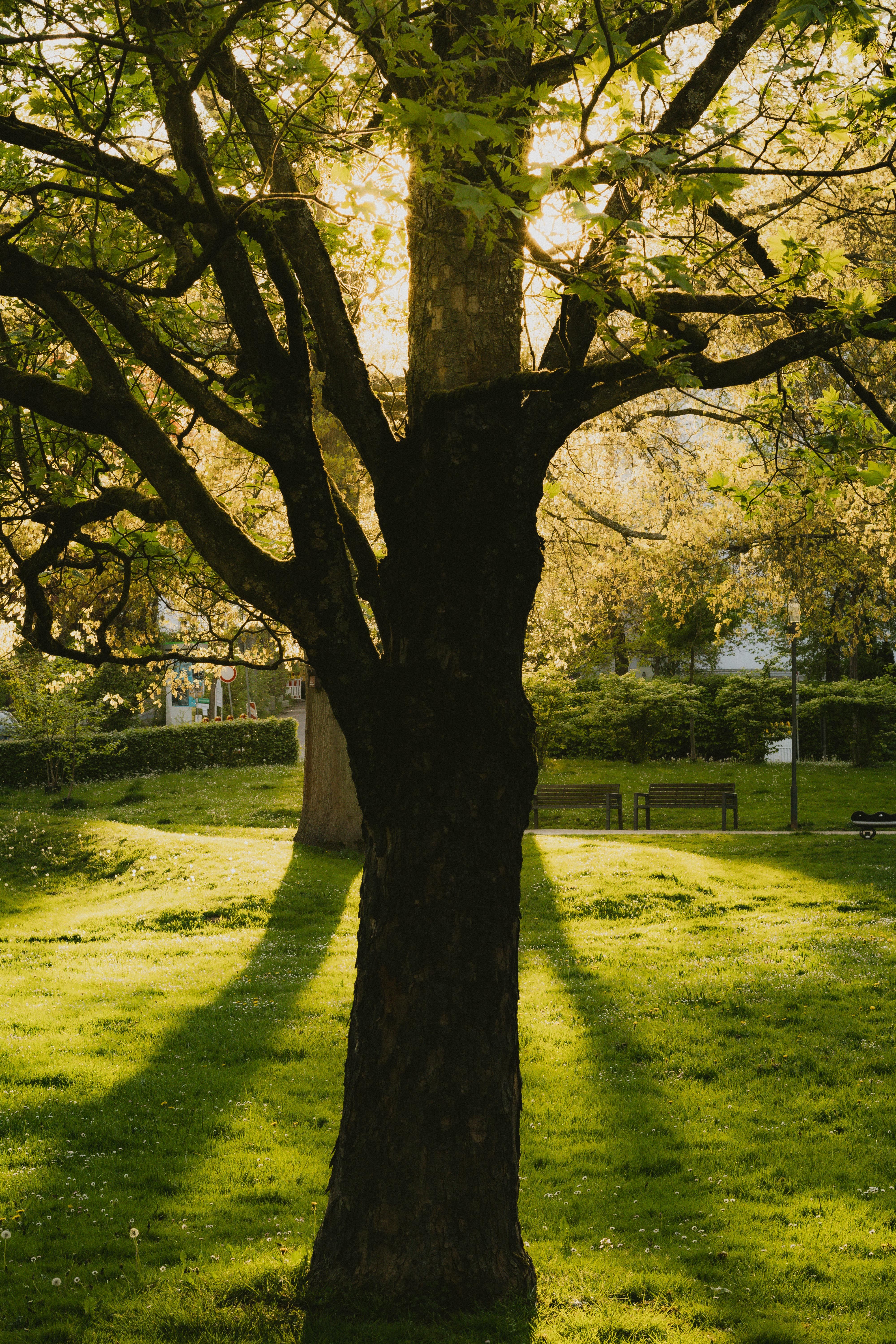 Tree In The Park Photos, Download The BEST Free Tree In The Park Stock ...