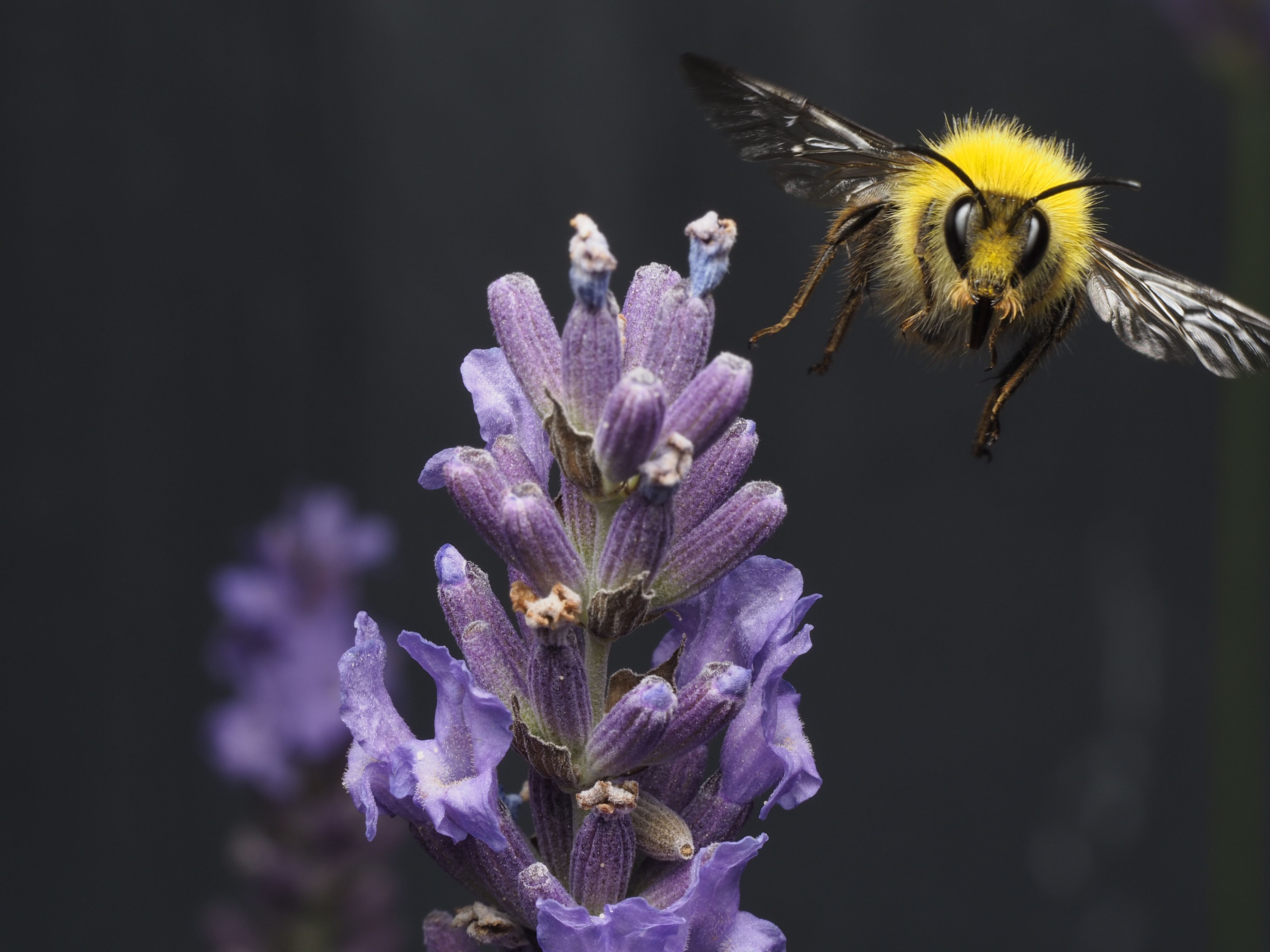 Close-up of Bee Hovering Near Lavender Flower · Free Stock Photo