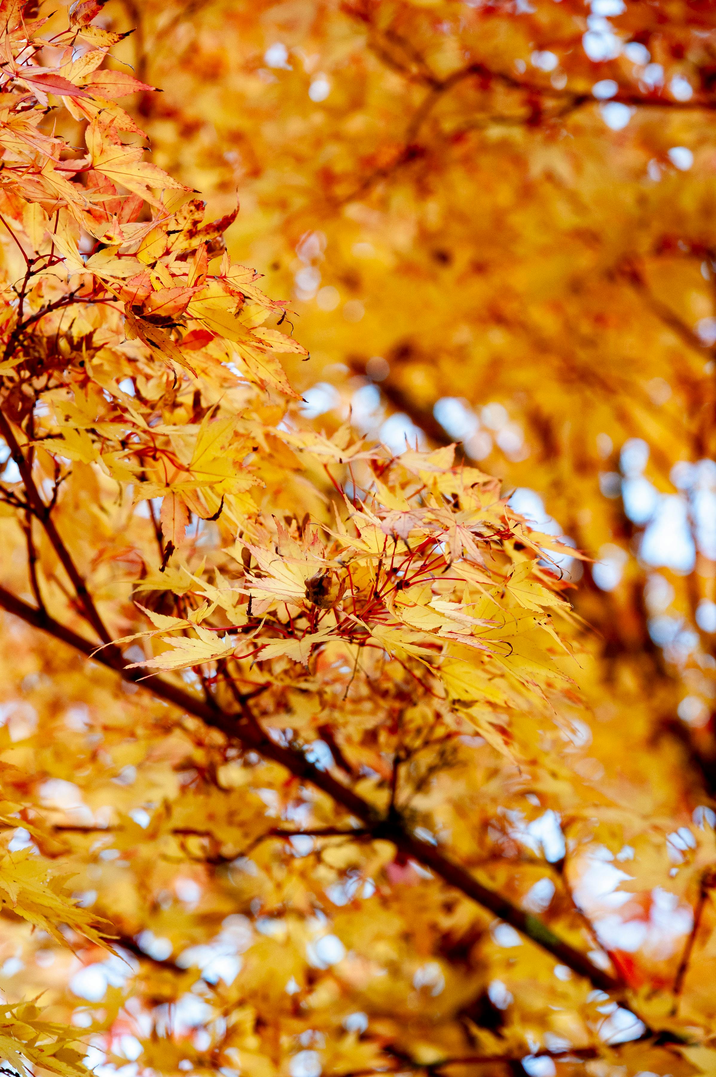 October Photos, Download The BEST Free October Stock Photos & HD Images