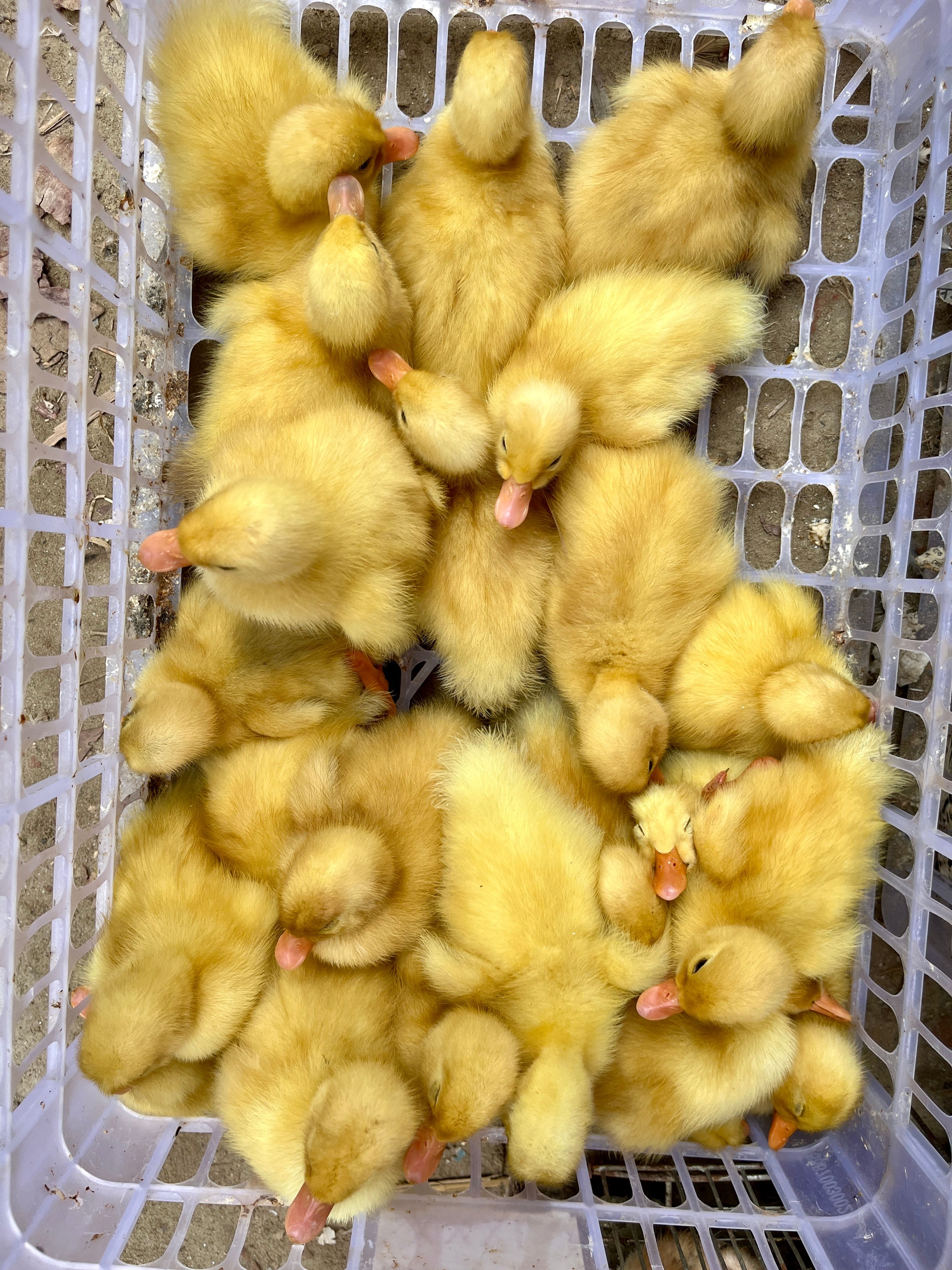 Baby Ducks Photos, Download The BEST Free Baby Ducks Stock Photos & HD ...