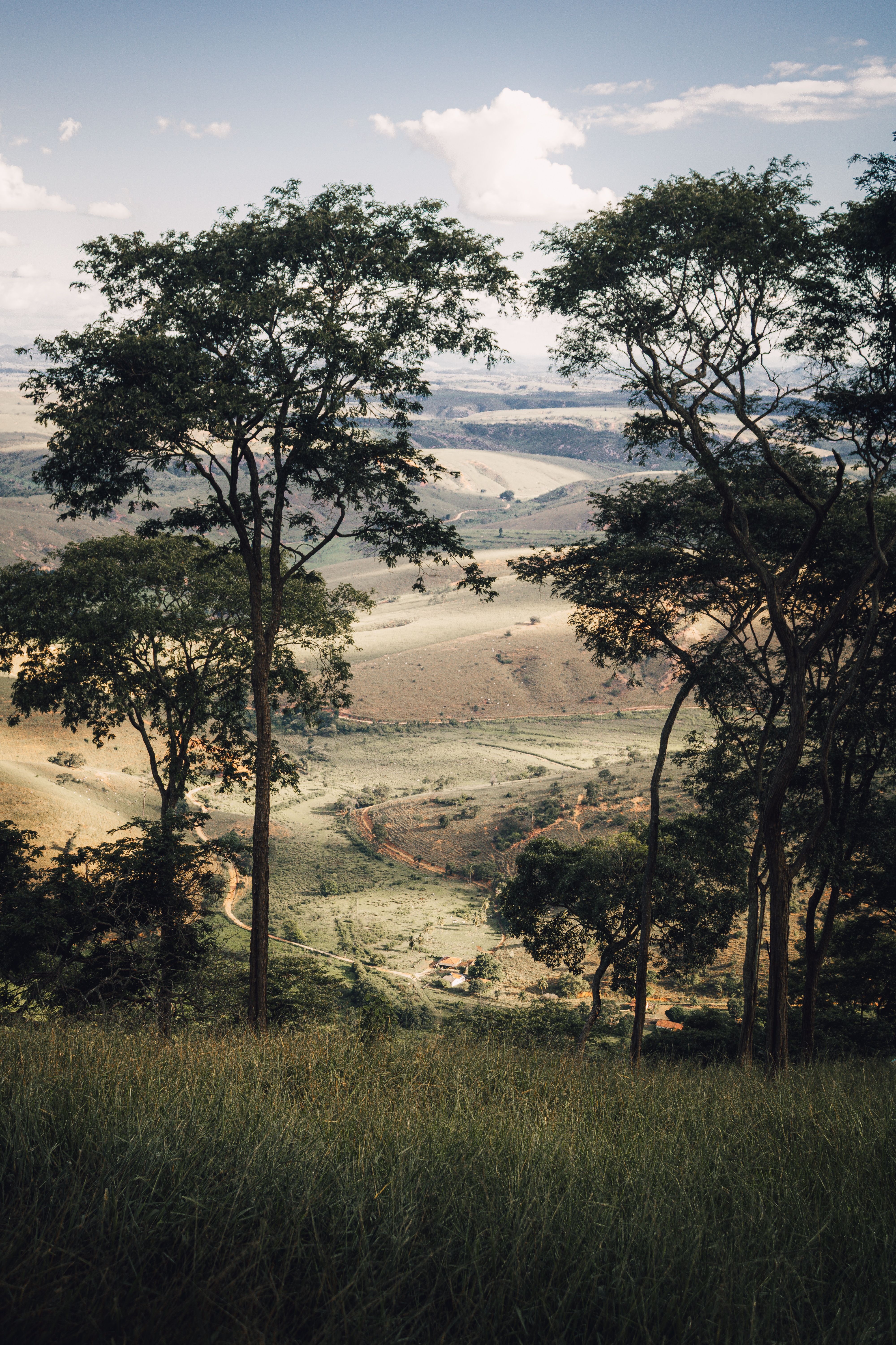 Scenic Landscape Through Trees at High Elevation · Free Stock Photo