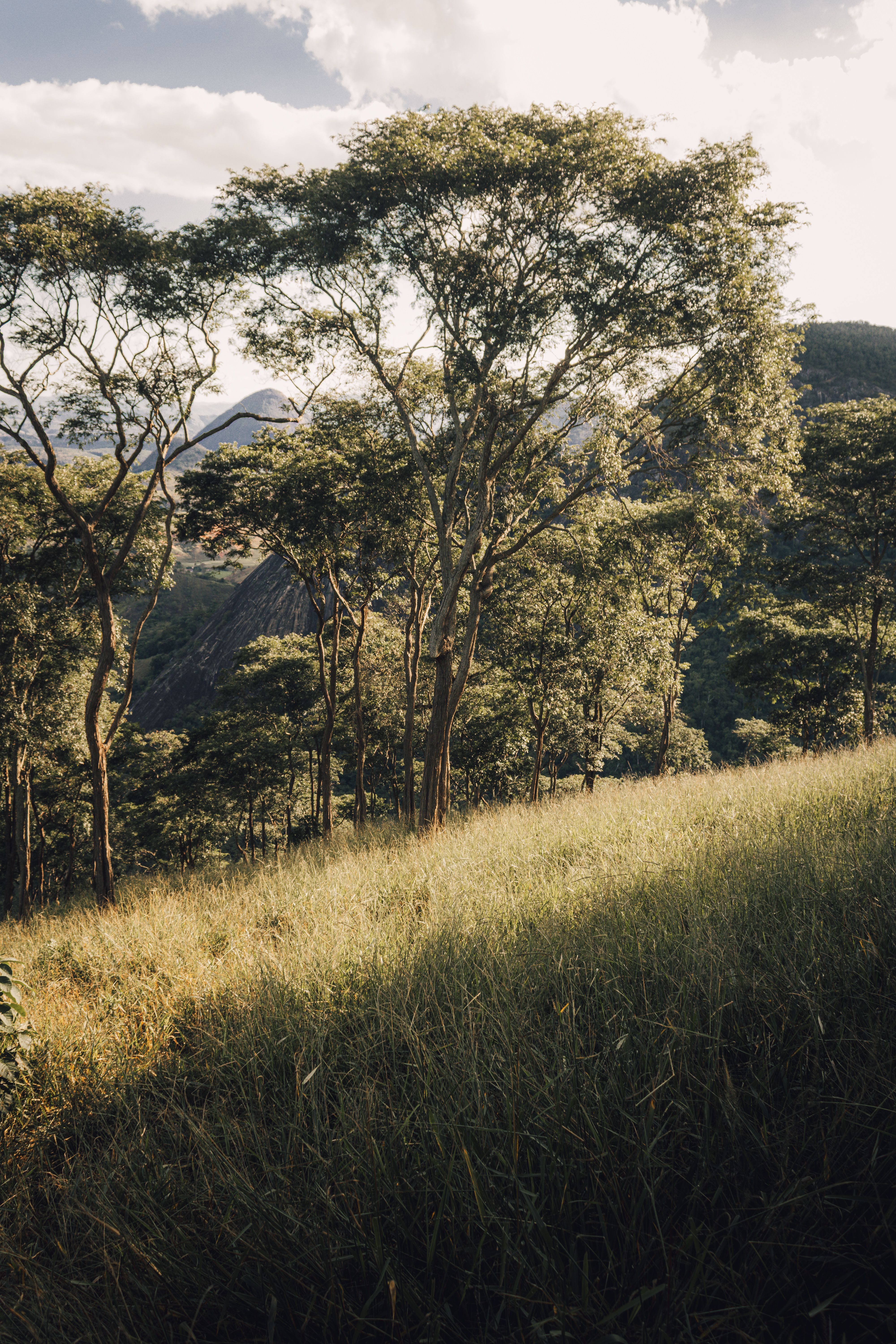 Sunlit Forest Landscape with Rolling Hills · Free Stock Photo