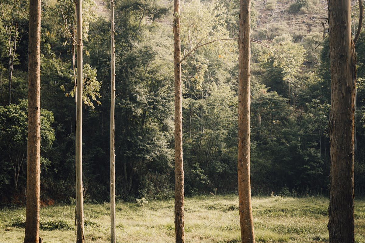 Tree Line Photos, Download The BEST Free Tree Line Stock Photos & HD Images