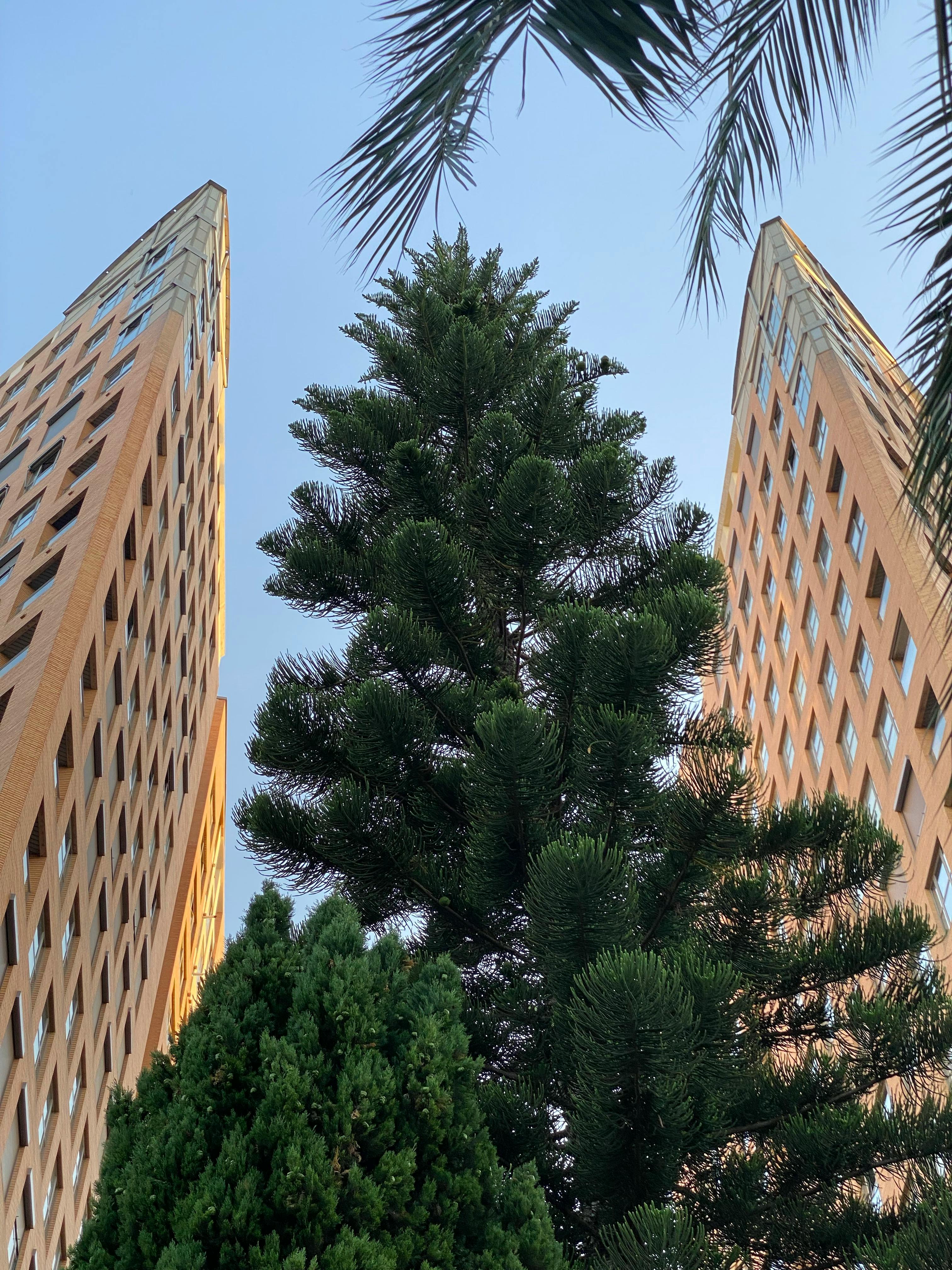 Modern Architectural Towers with Tall Trees · Free Stock Photo