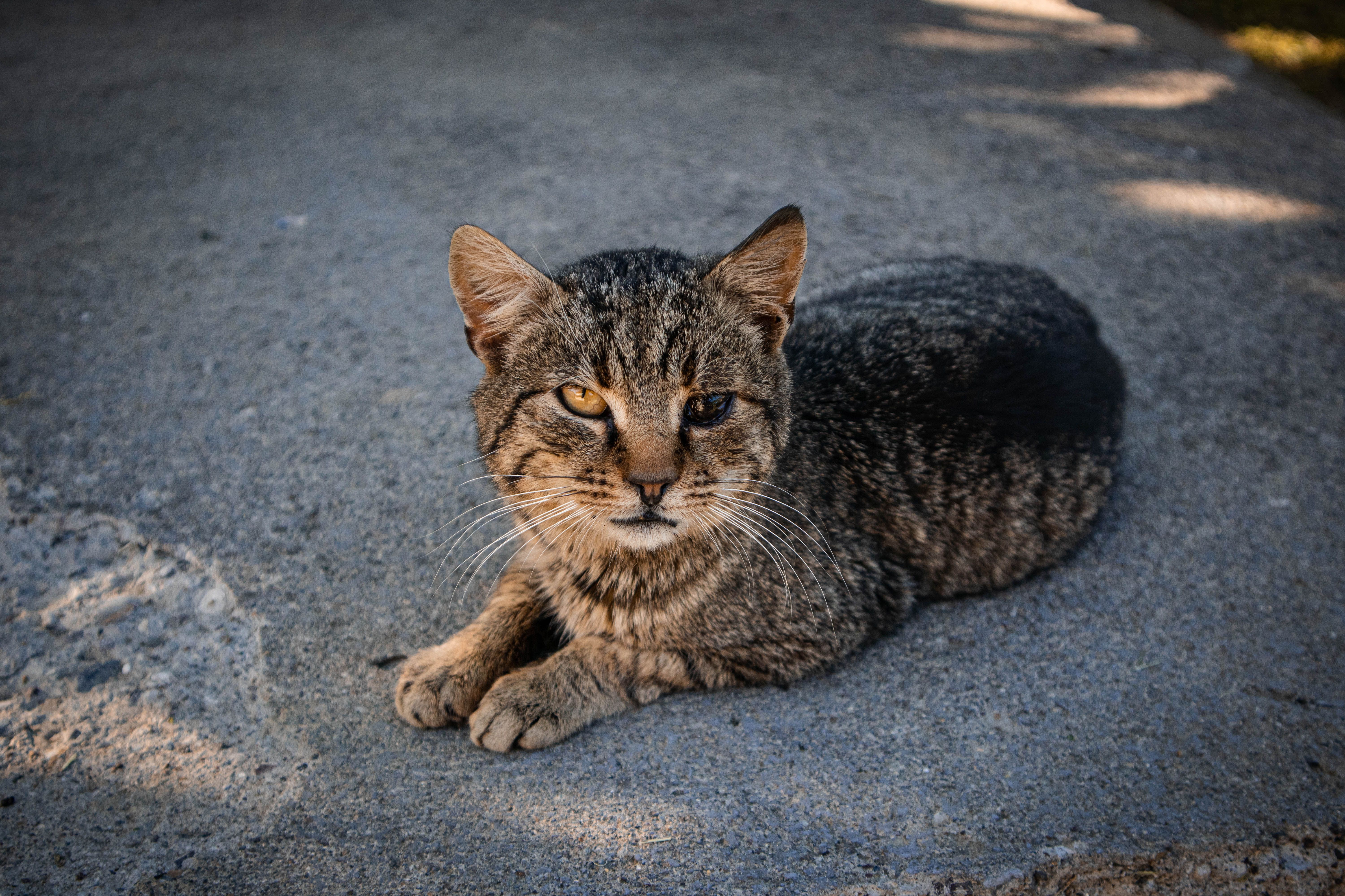 Unique One-Eyed Cat Resting Outdoors in Bosnia · Free Stock Photo