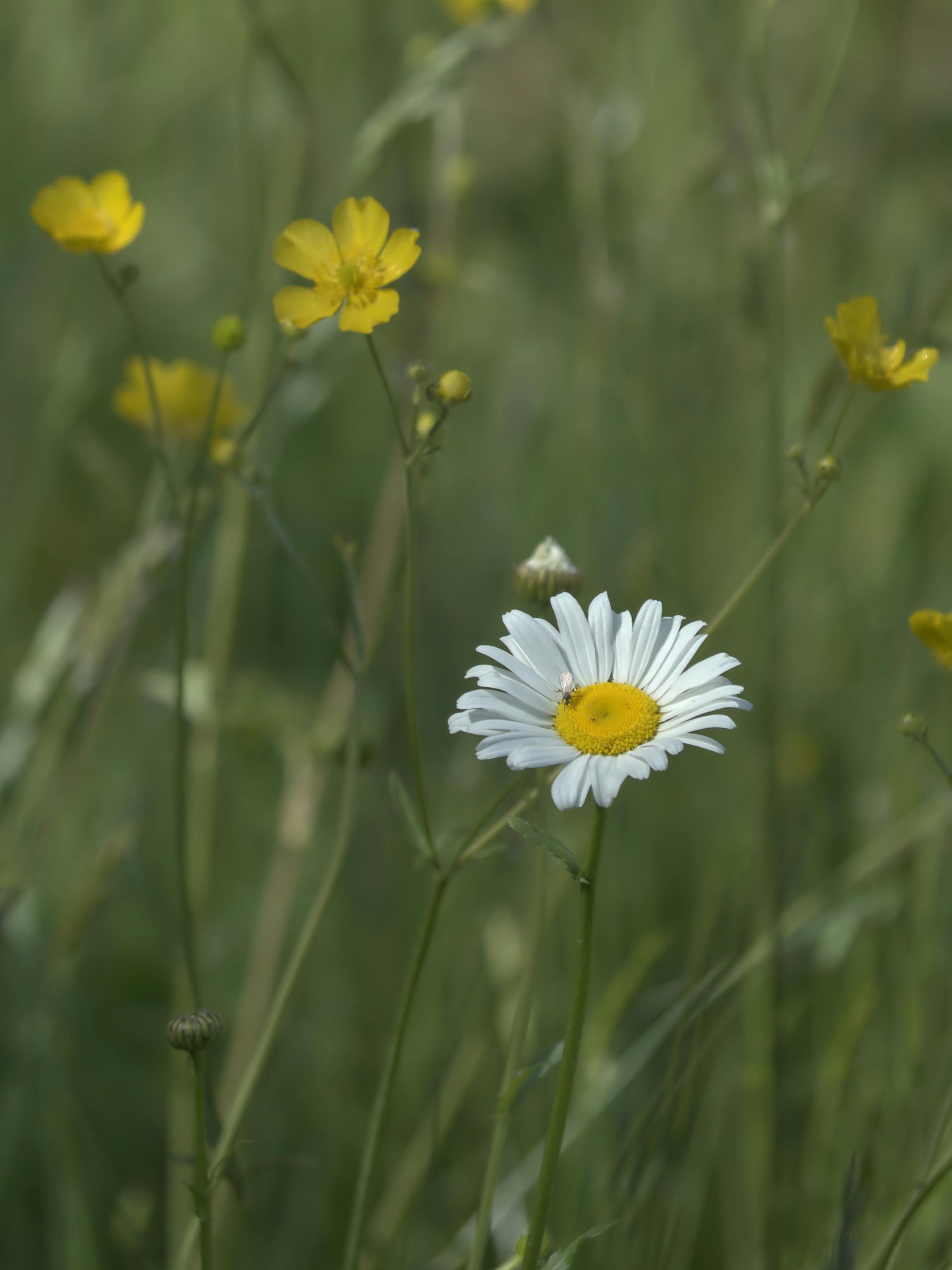 Serene Daisy and Buttercups in French Meadow · Free Stock Photo