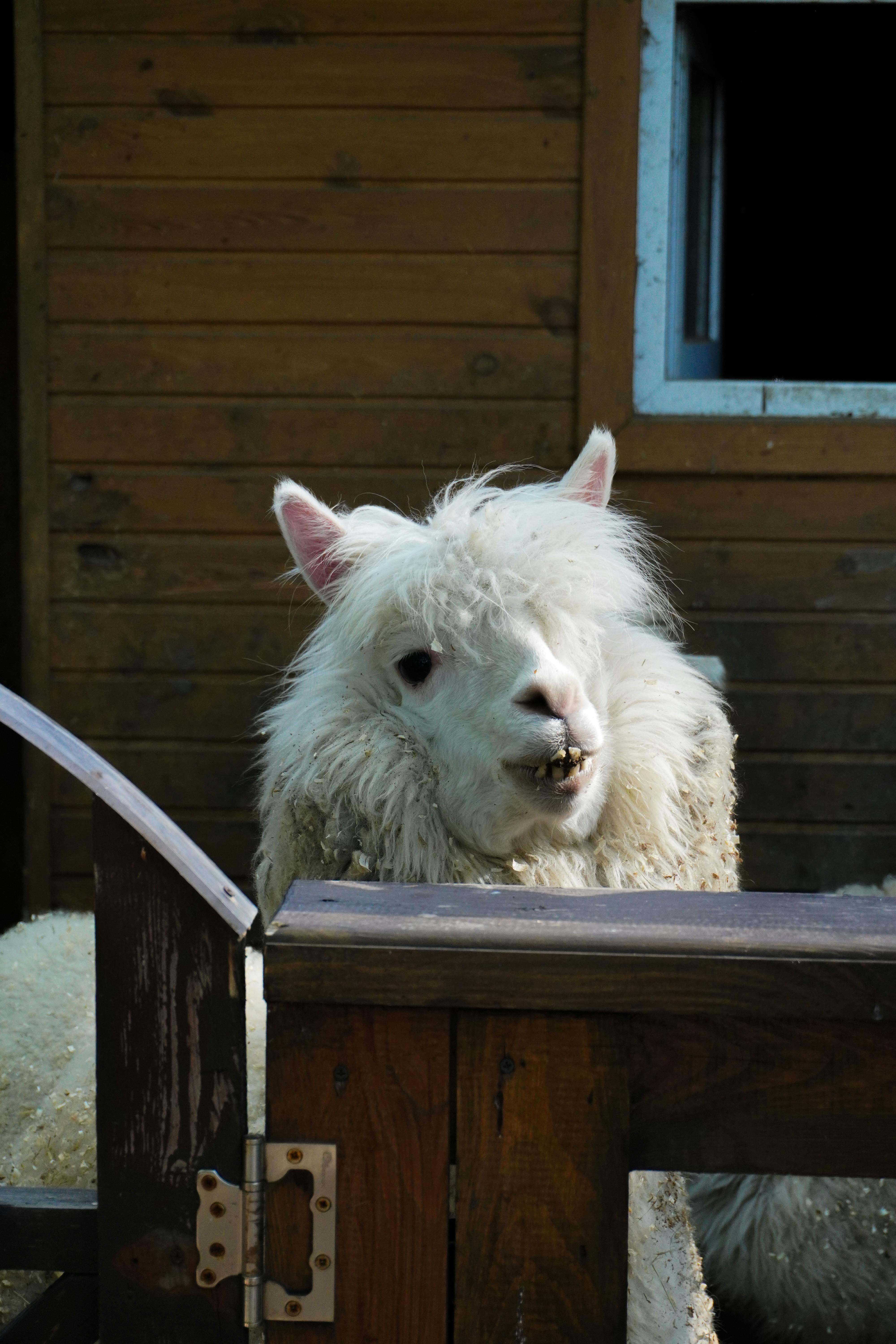 Quirky Alpaca at Rustic Farm Enclosure · Free Stock Photo