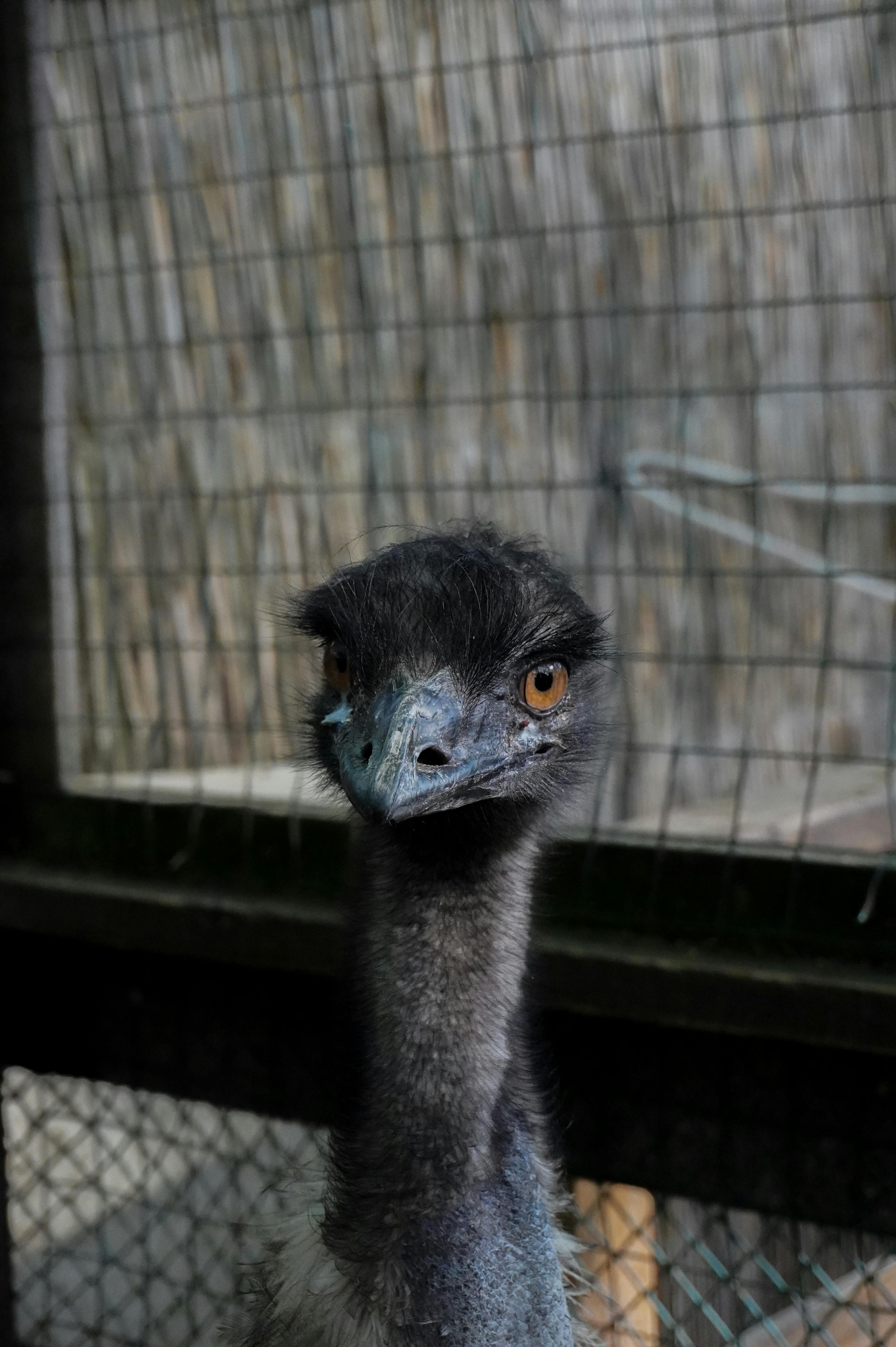 Captivating Emu with Intense Eyes in Enclosure · Free Stock Photo