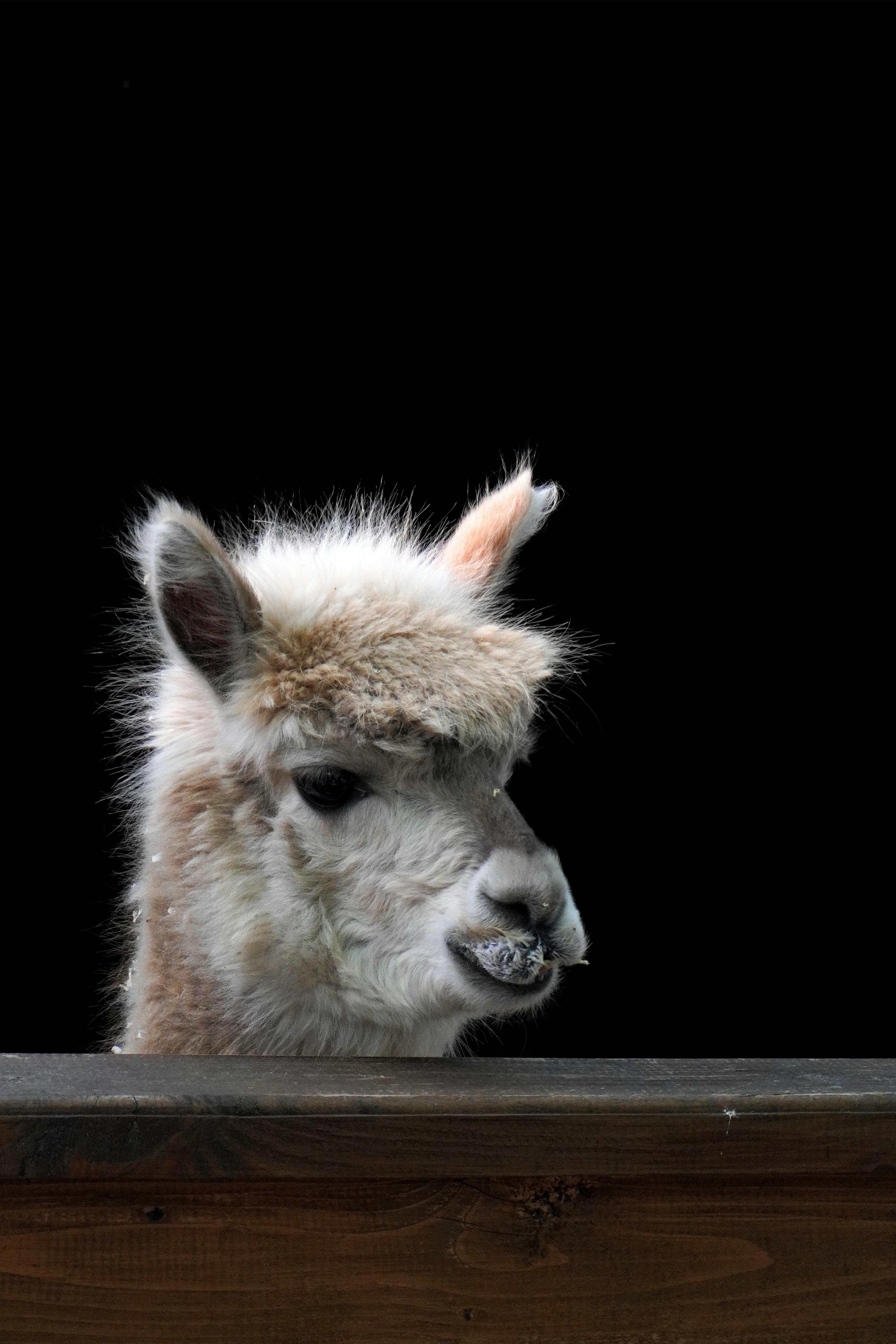 Alpaca Photos, Download The BEST Free Alpaca Stock Photos & HD Images