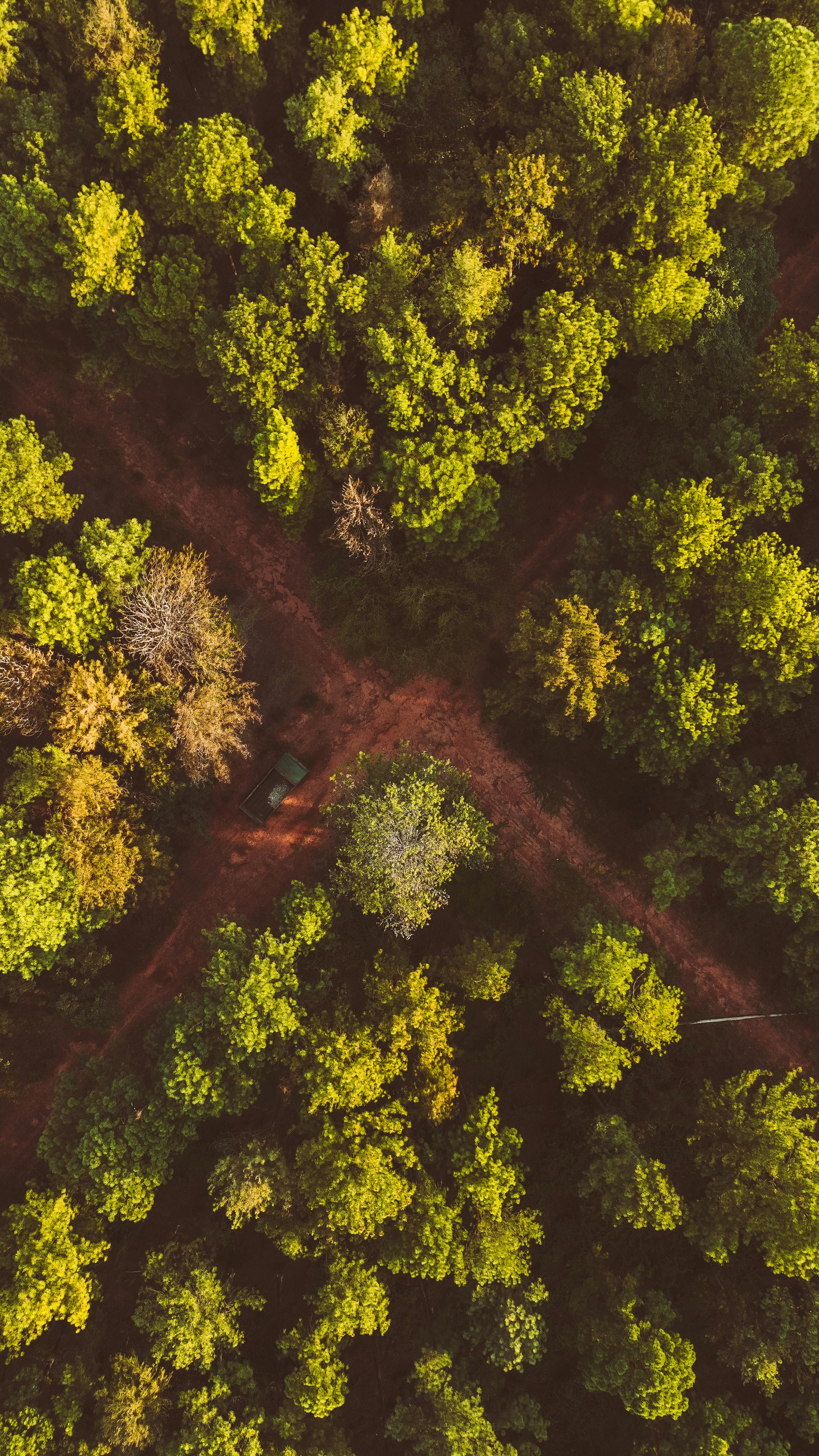 Forest Path, Crossroads Photos, Download The BEST Free Forest Path ...