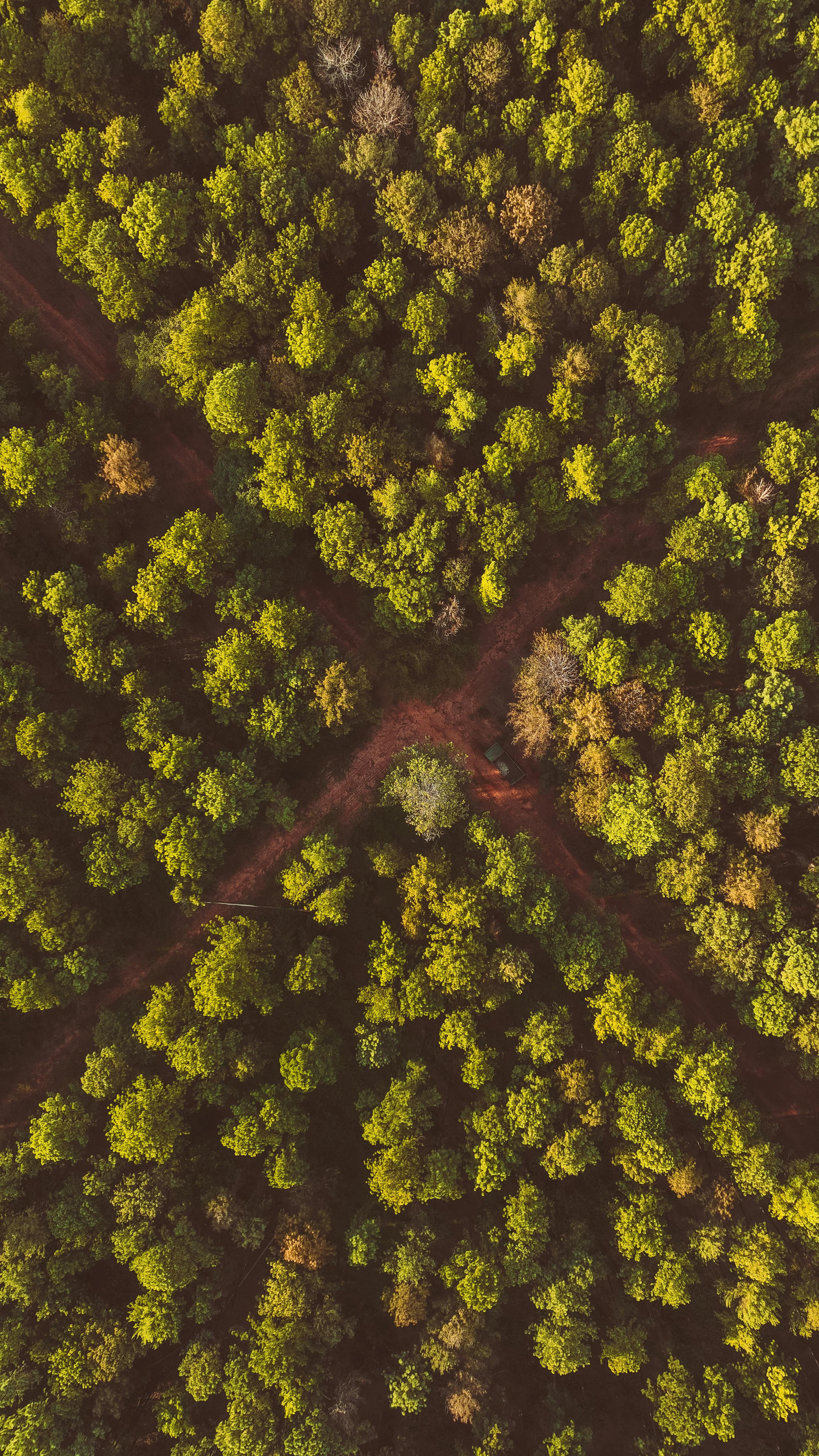 Aerial View of Lush Green Forest in Summer · Free Stock Photo
