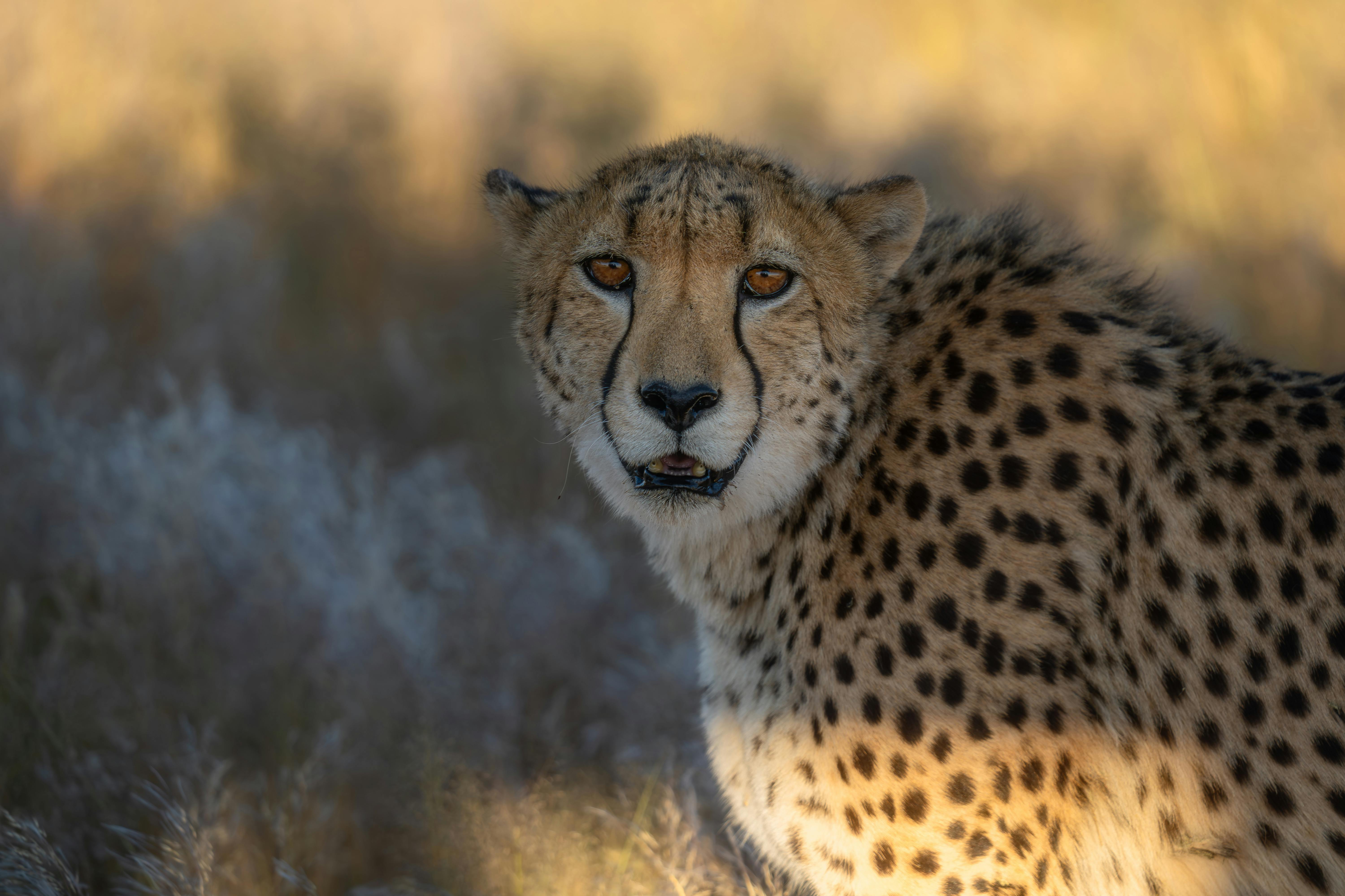 Resilience Photos, Download The BEST Free Resilience Stock Photos & HD ...