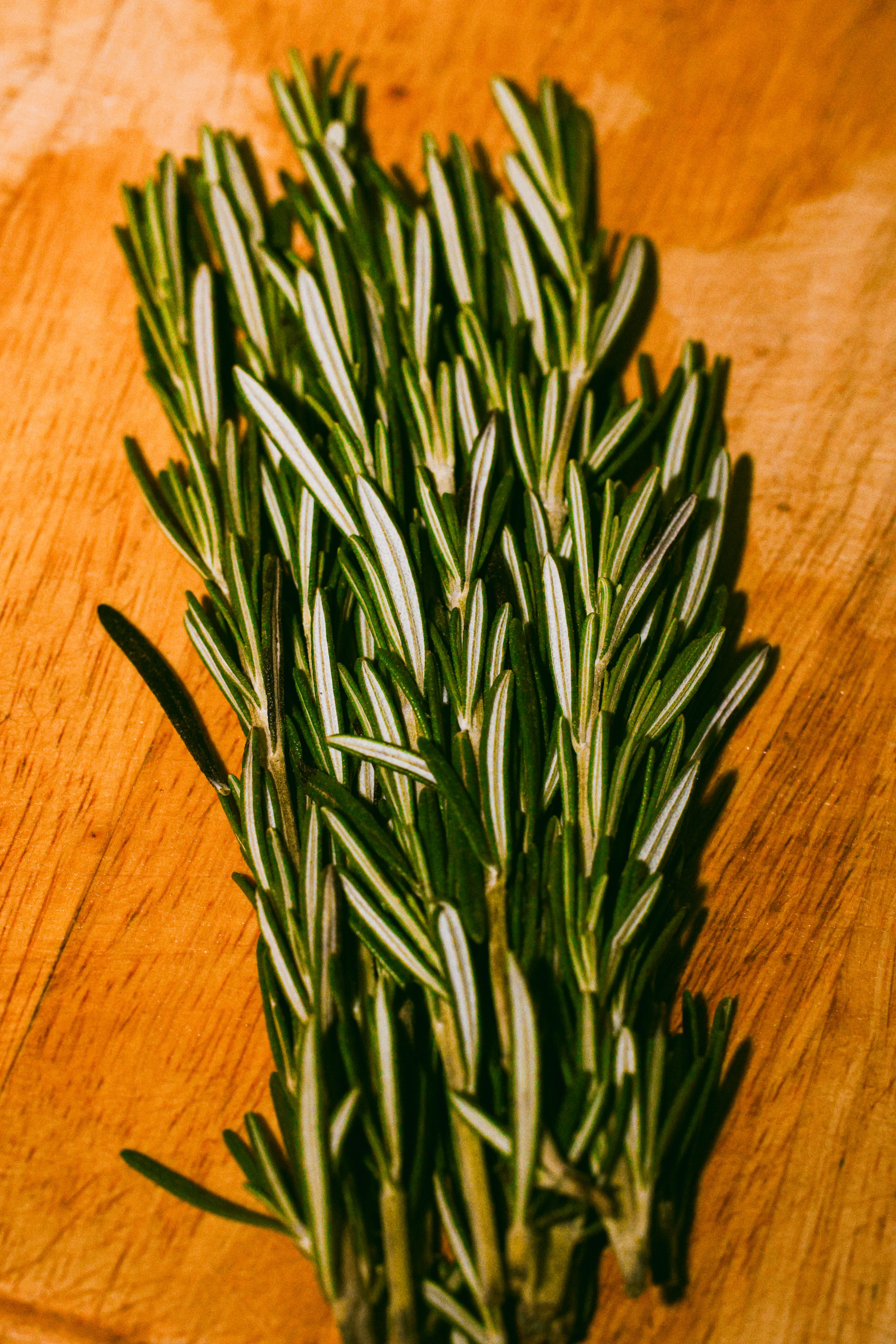 Plant Bunch Photos, Download The BEST Free Plant Bunch Stock Photos ...