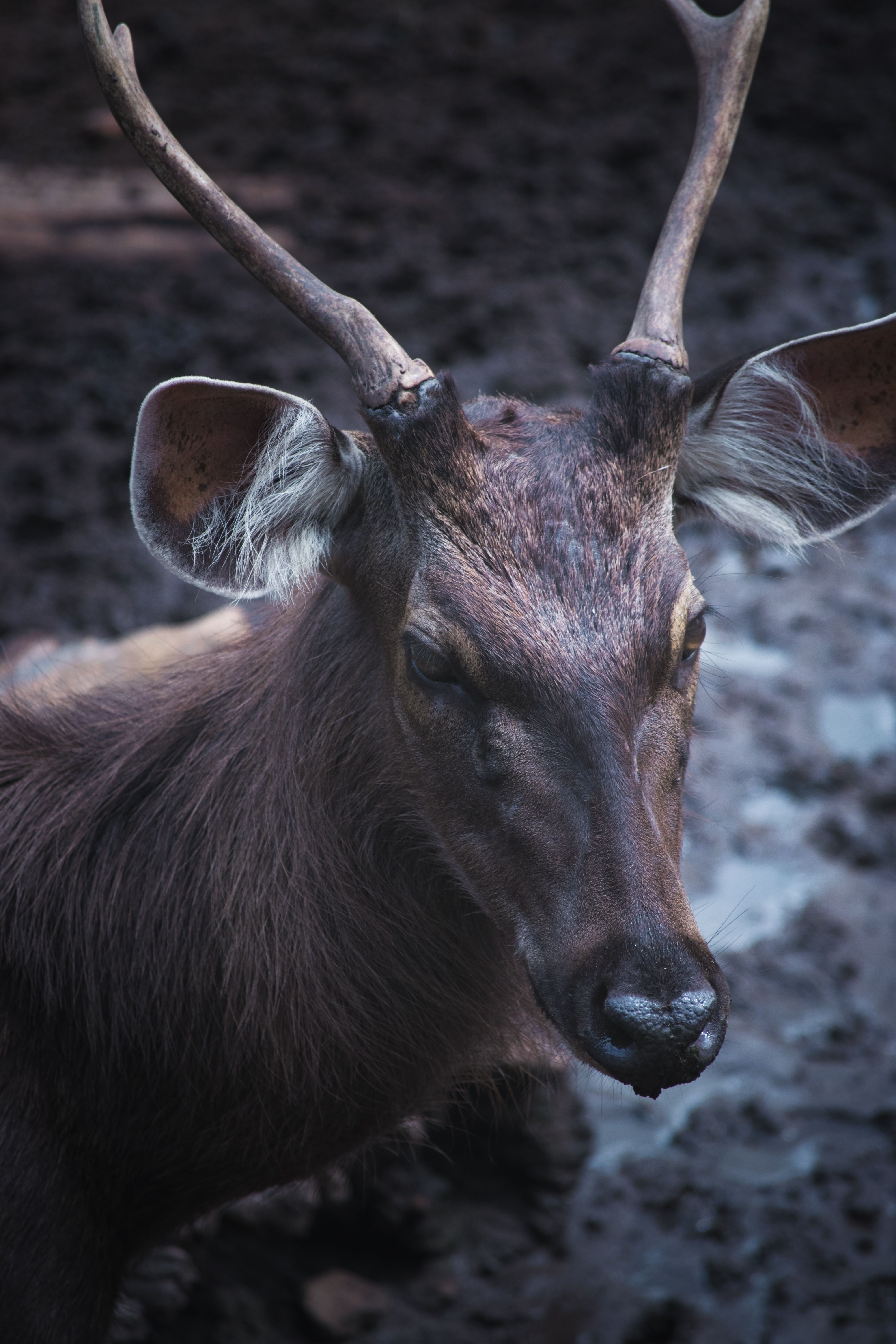 Deer Looking Backwards · Free Stock Photo