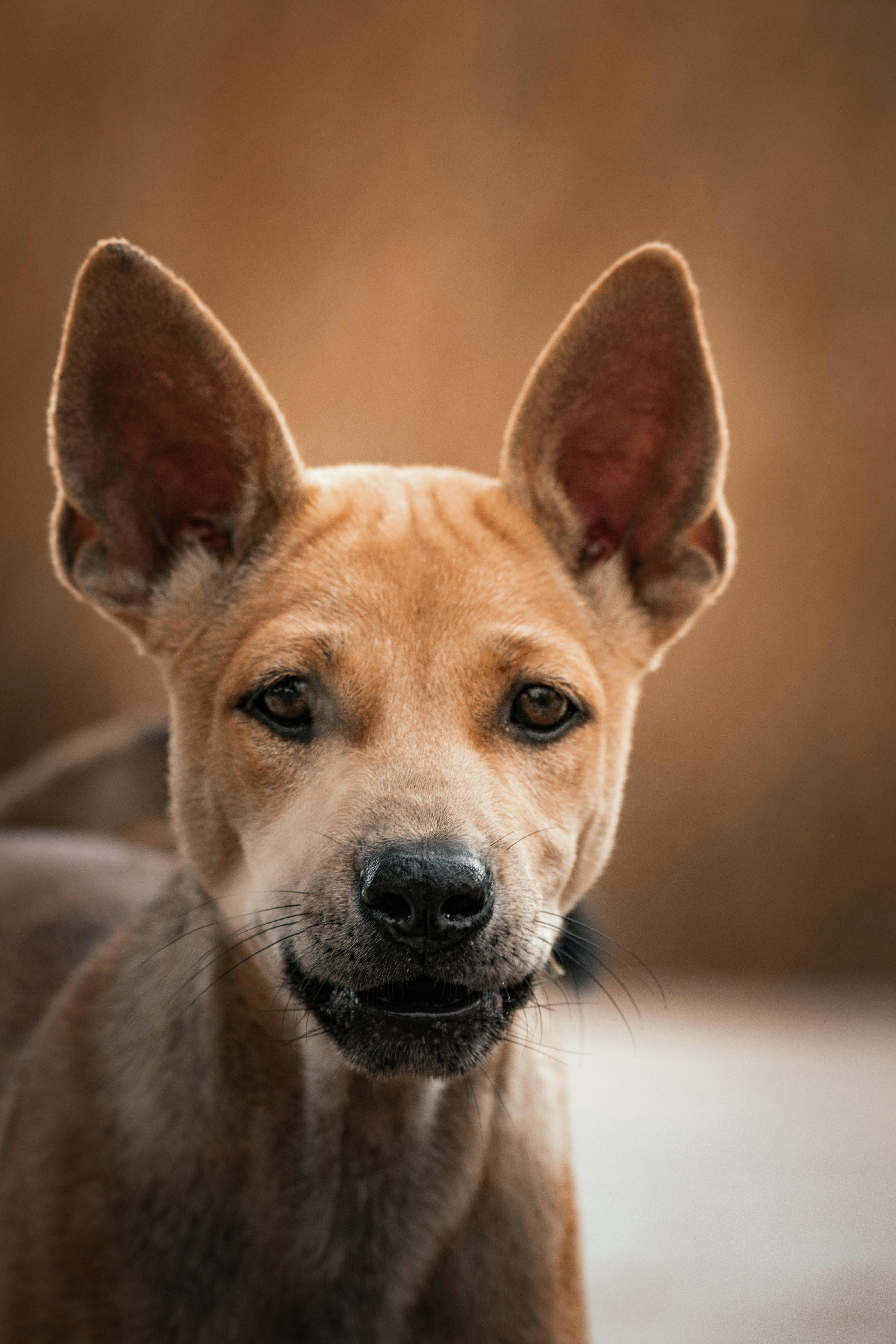 Close-up Portrait of a Dingo in Natural Habitat · Free Stock Photo