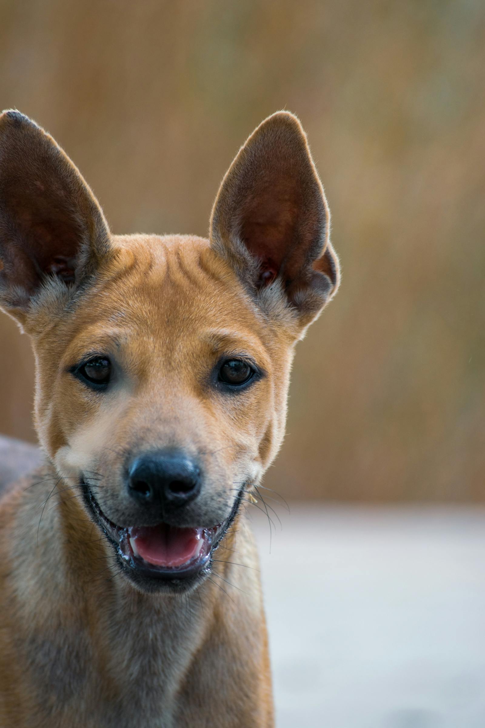 Dingo Photos, Download The BEST Free Dingo Stock Photos & HD Images