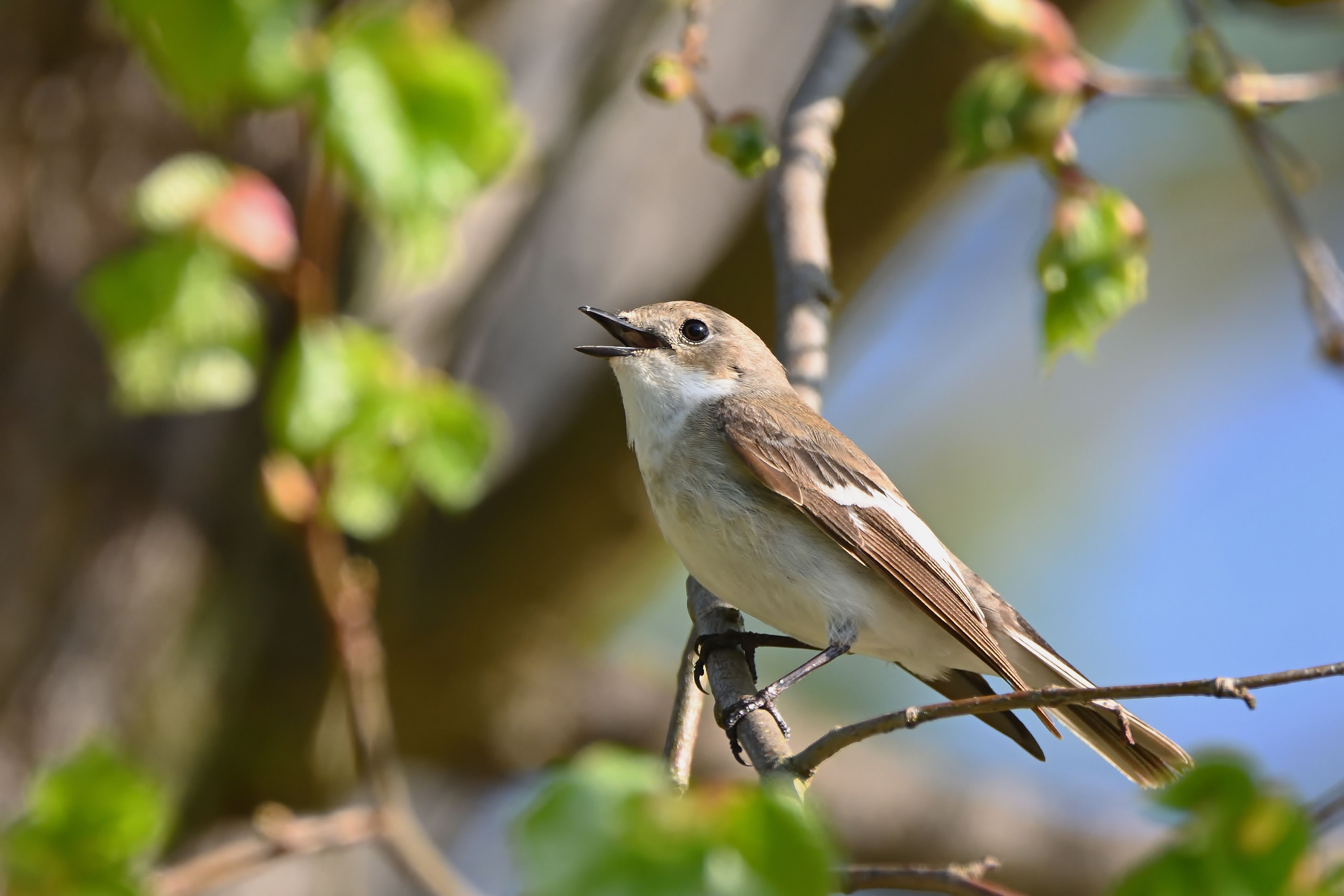Singing Songbird on a Spring Day · Free Stock Photo