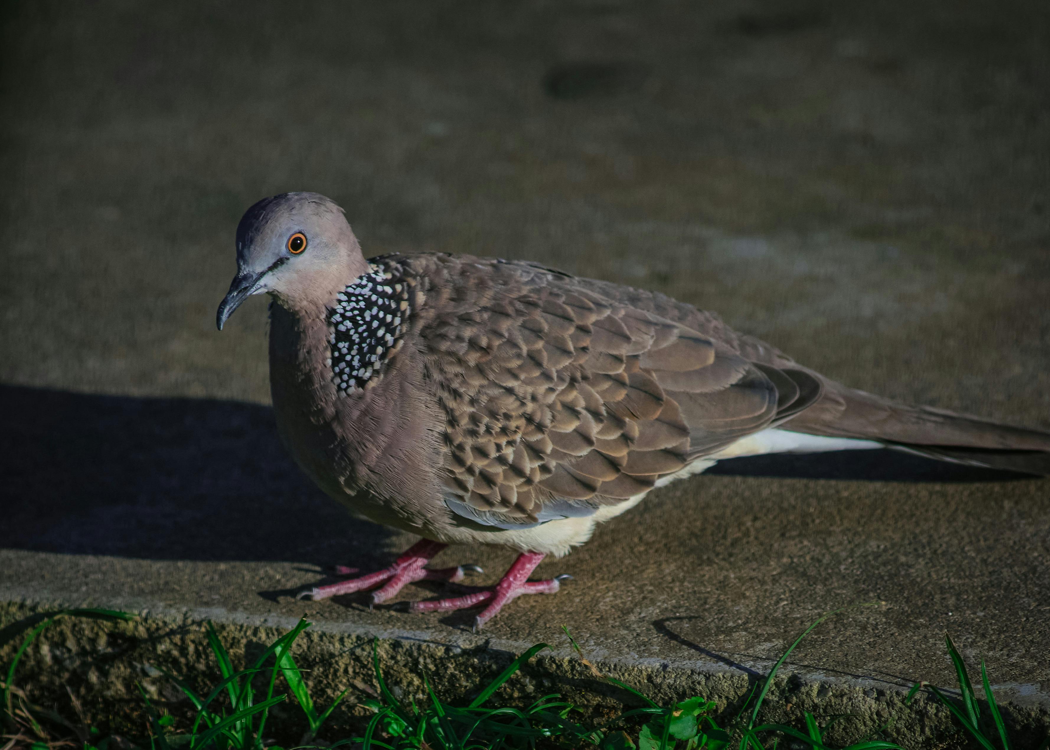 Spotted Dove in Natural Habitat Outdoors · Free Stock Photo
