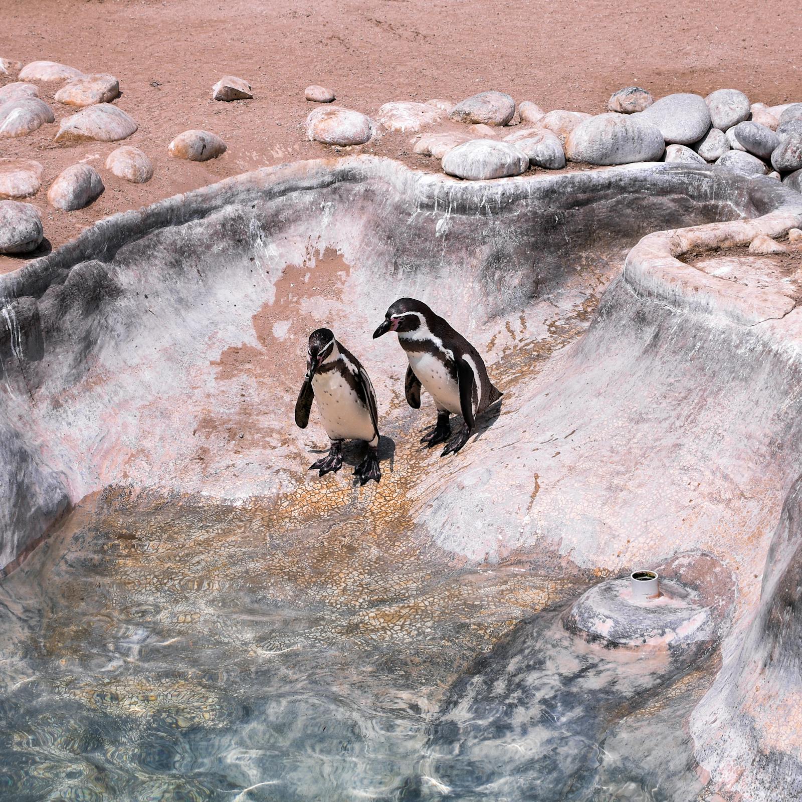 Penguin Picture Photos, Download The BEST Free Penguin Picture Stock ...