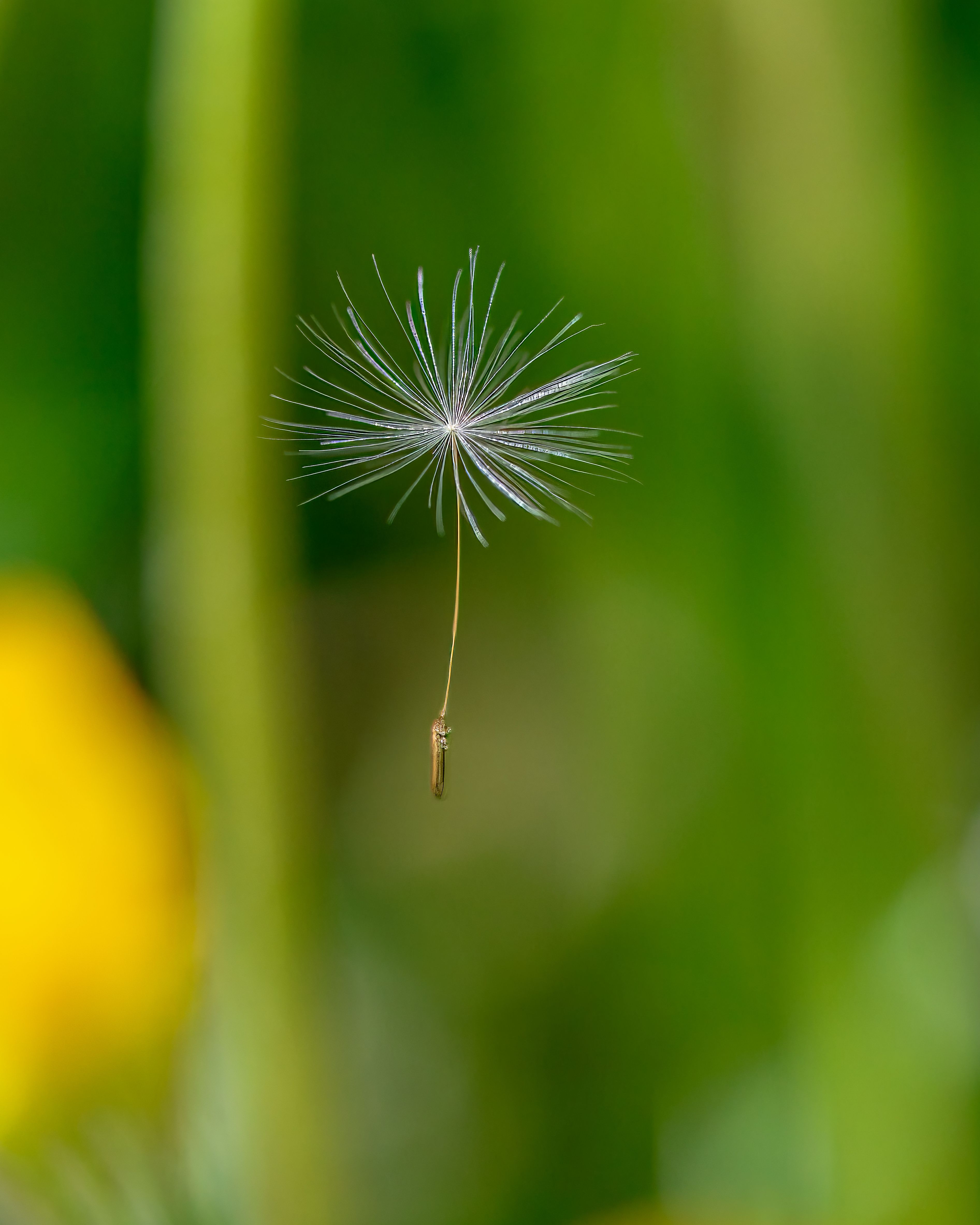Flying Seed Photos, Download The BEST Free Flying Seed Stock Photos ...