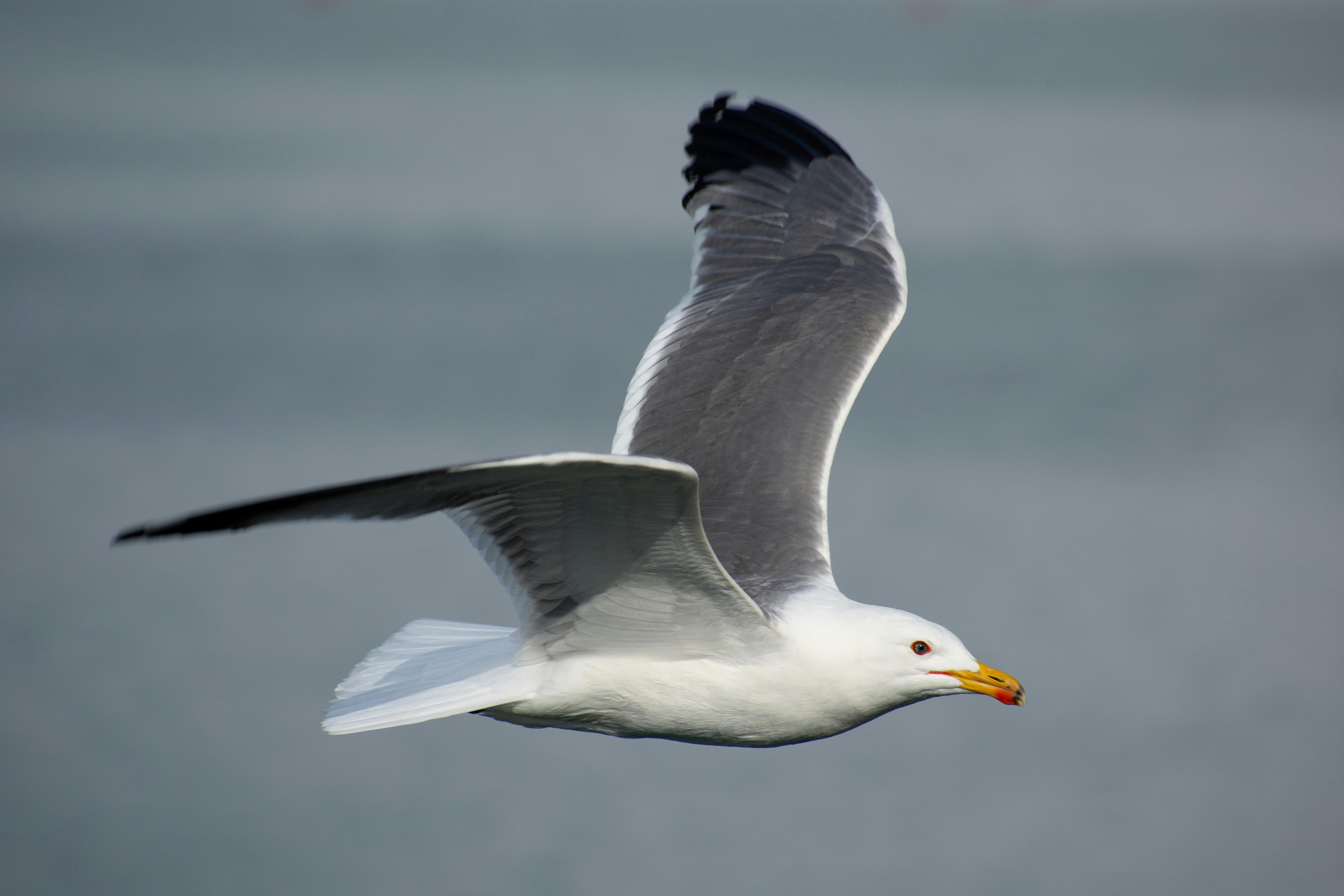 White Seagull Flying Under Clear Blue Sky · Free Stock Photo