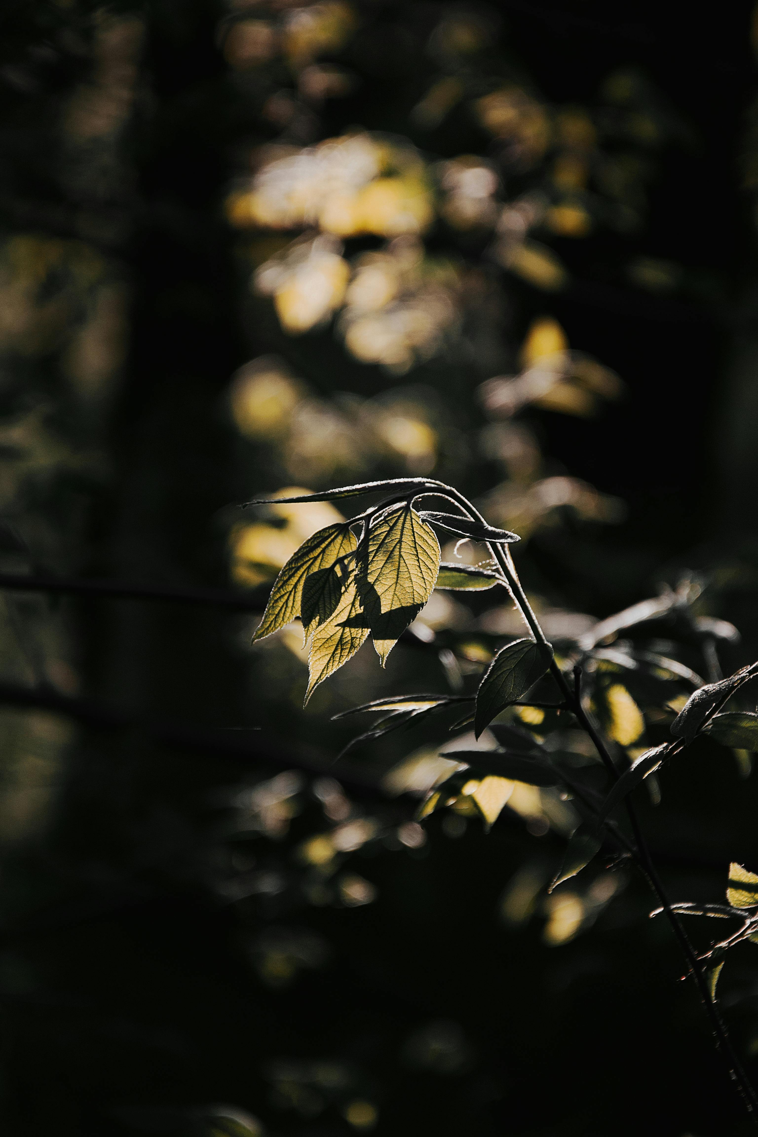 Sunlit Leaves in Hungarian Forest · Free Stock Photo