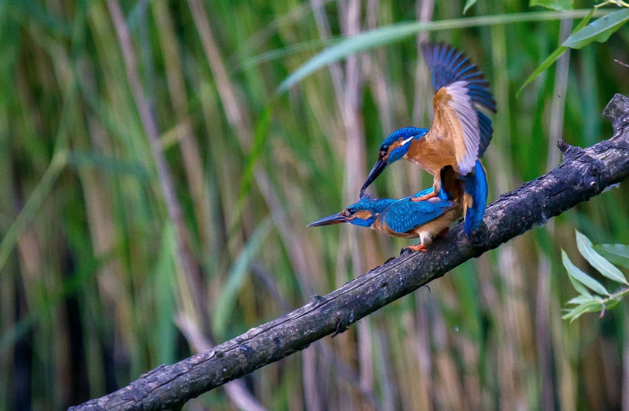 Bird Mating Photos, Download The BEST Free Bird Mating Stock Photos ...