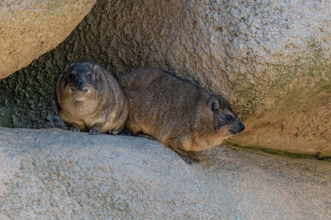 Africa rodents of South Africa: diversity & ID guide