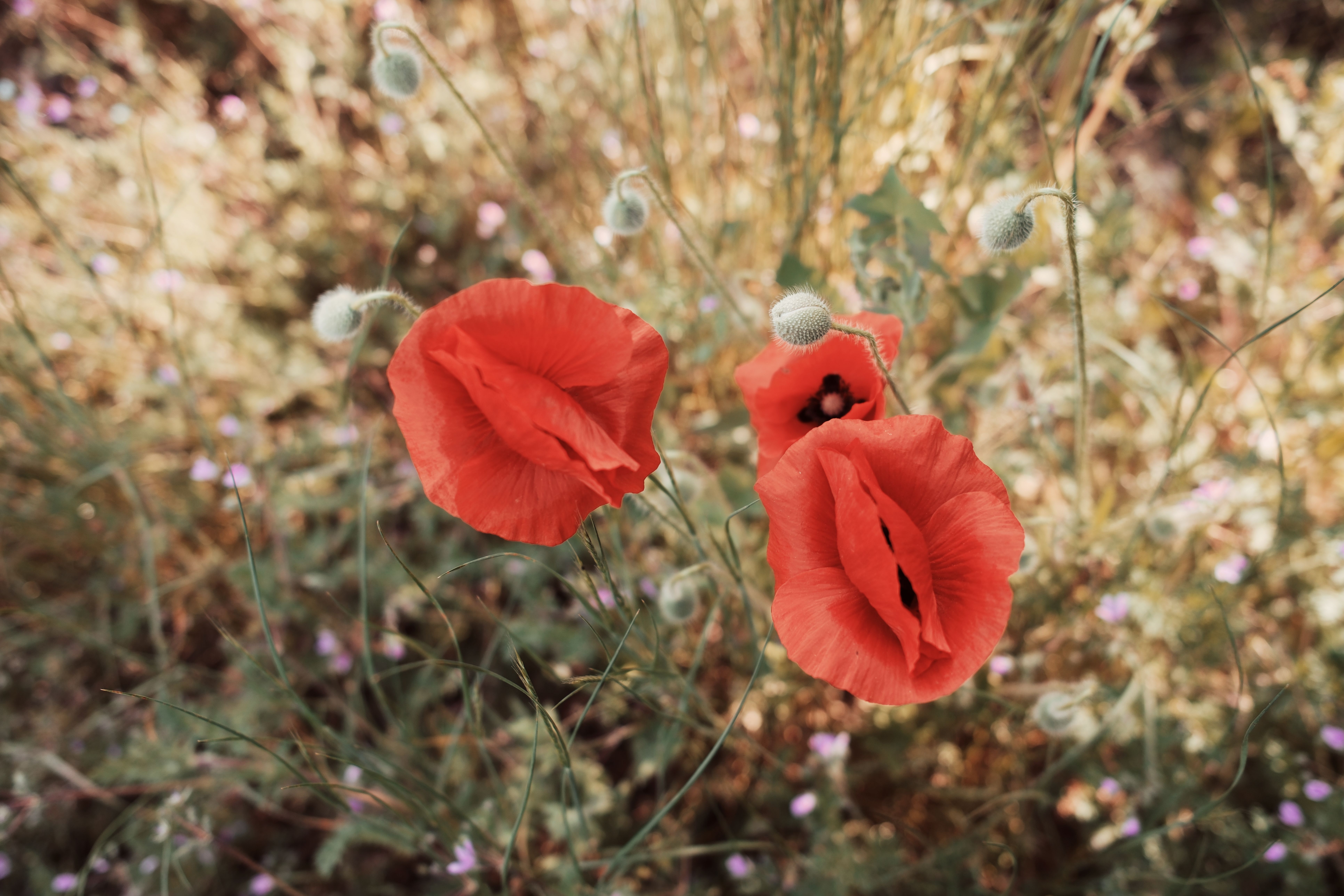 Vibrant Red Poppies Blooming in Natural Meadow · Free Stock Photo