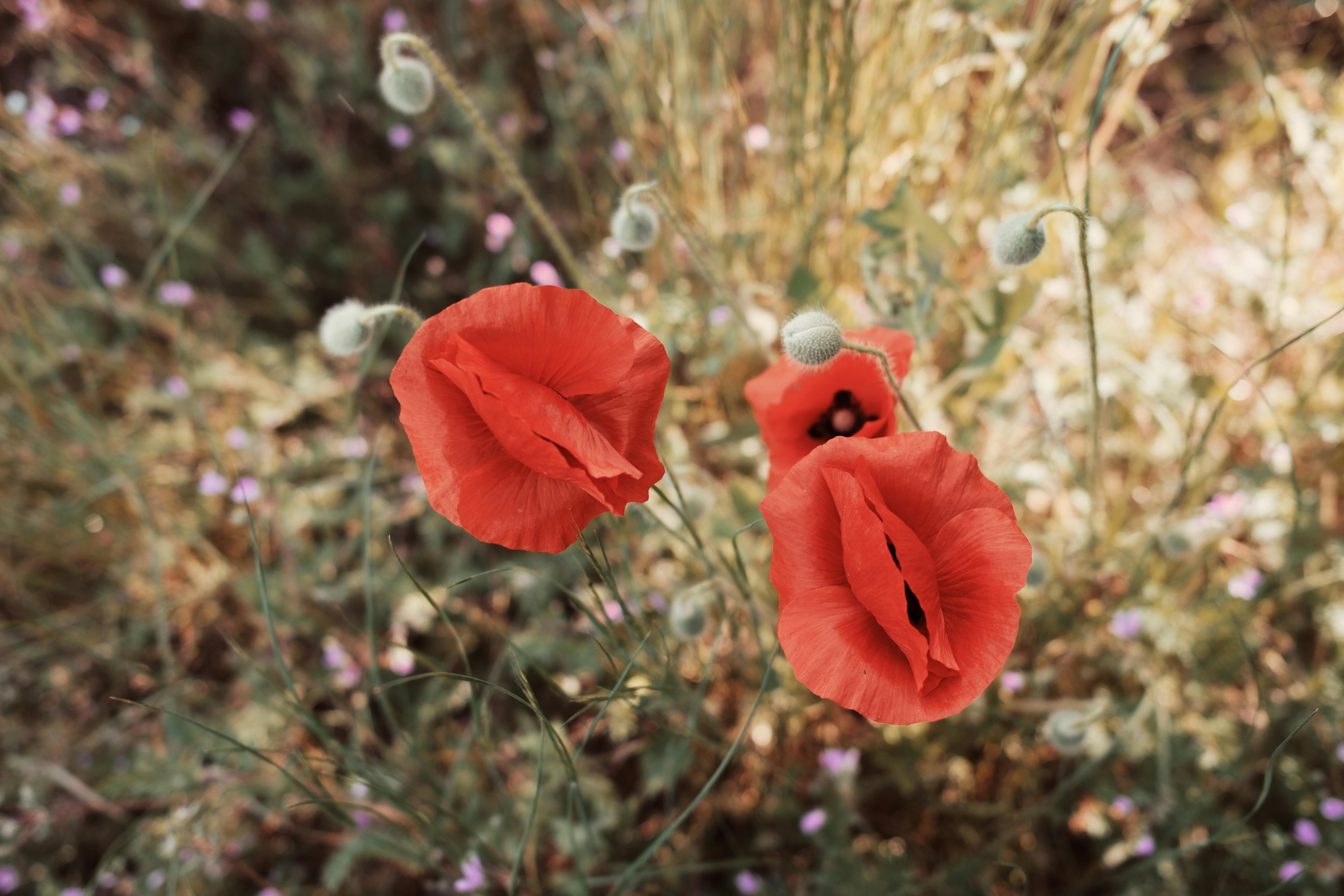 Red Papper Photos, Download The BEST Free Red Papper Stock Photos & HD ...