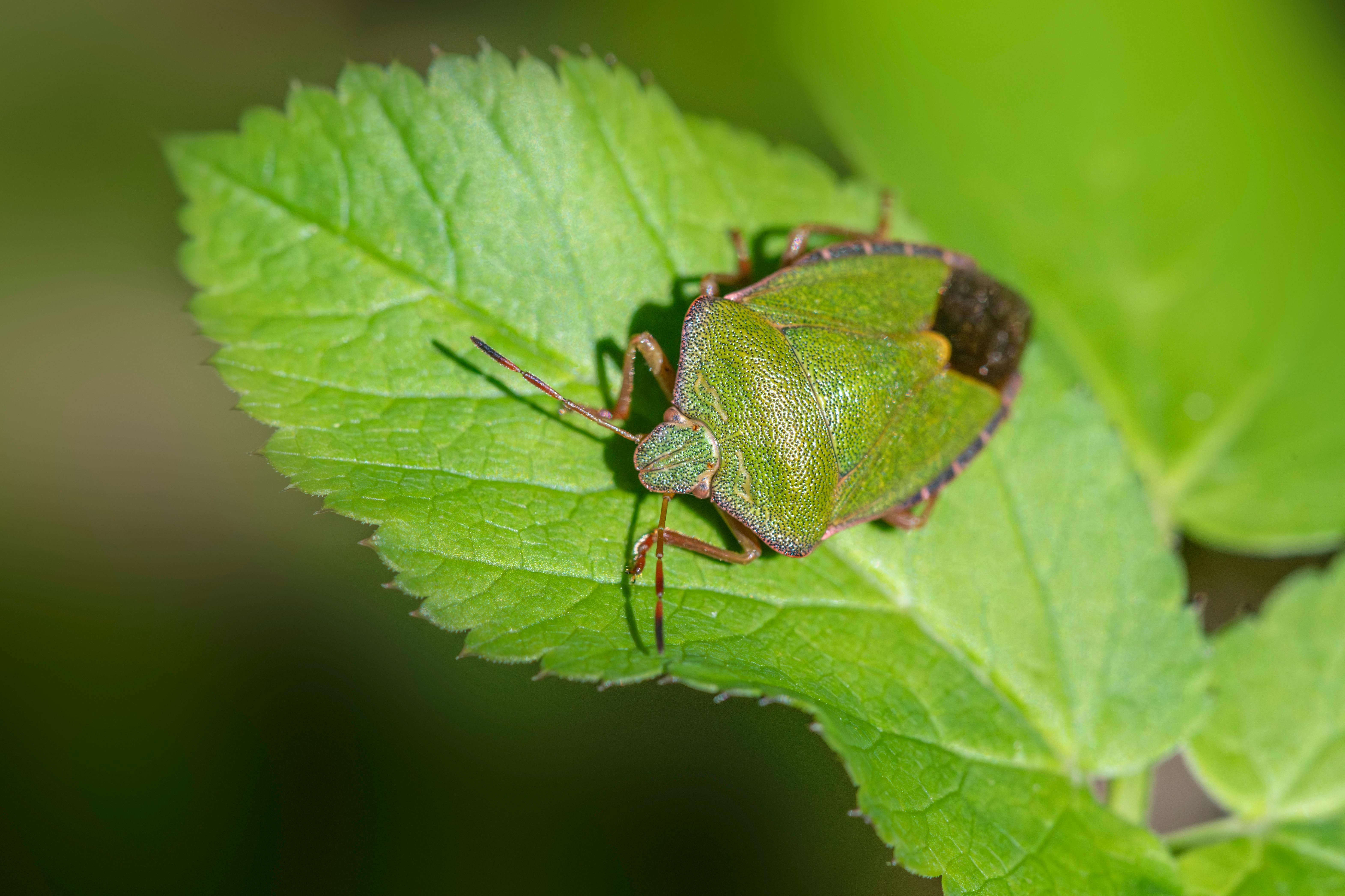 Green Shield Bug Resting on a Leaf Closeup · Free Stock Photo