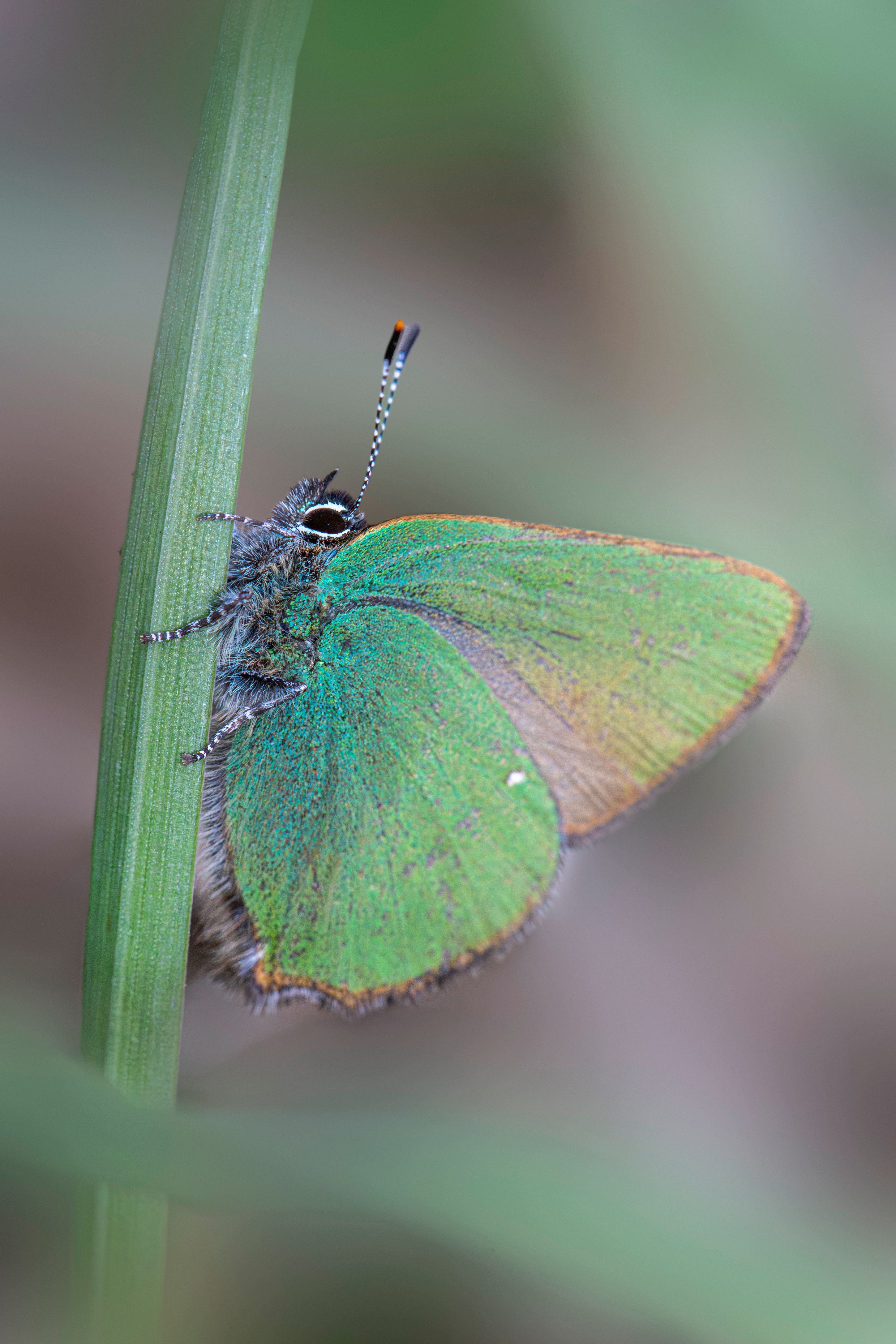 Green Butterfly Photos, Download The BEST Free Green Butterfly Stock ...