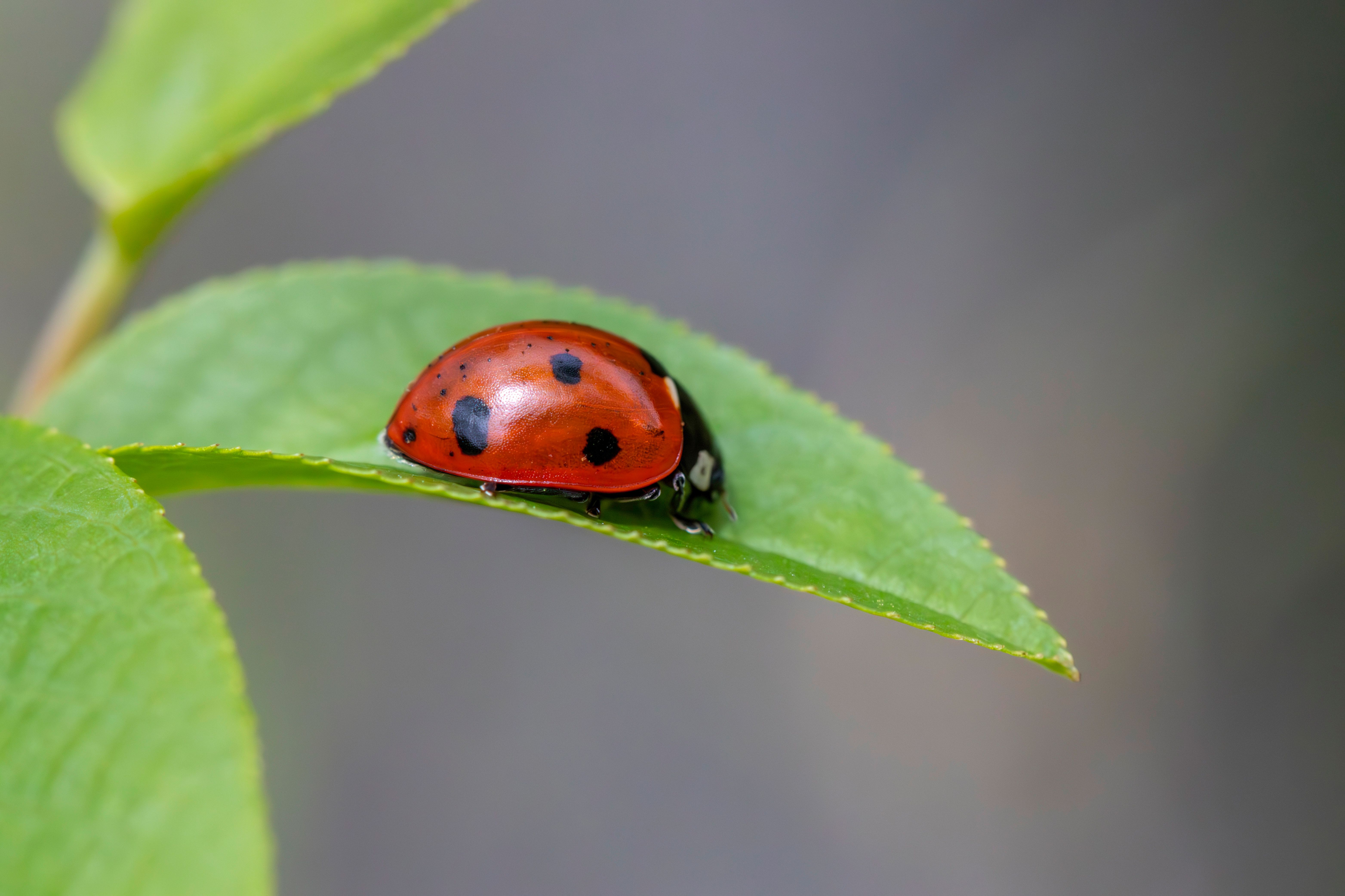 Close-Up of a Seven-Spotted Ladybug on Leaf · Free Stock Photo