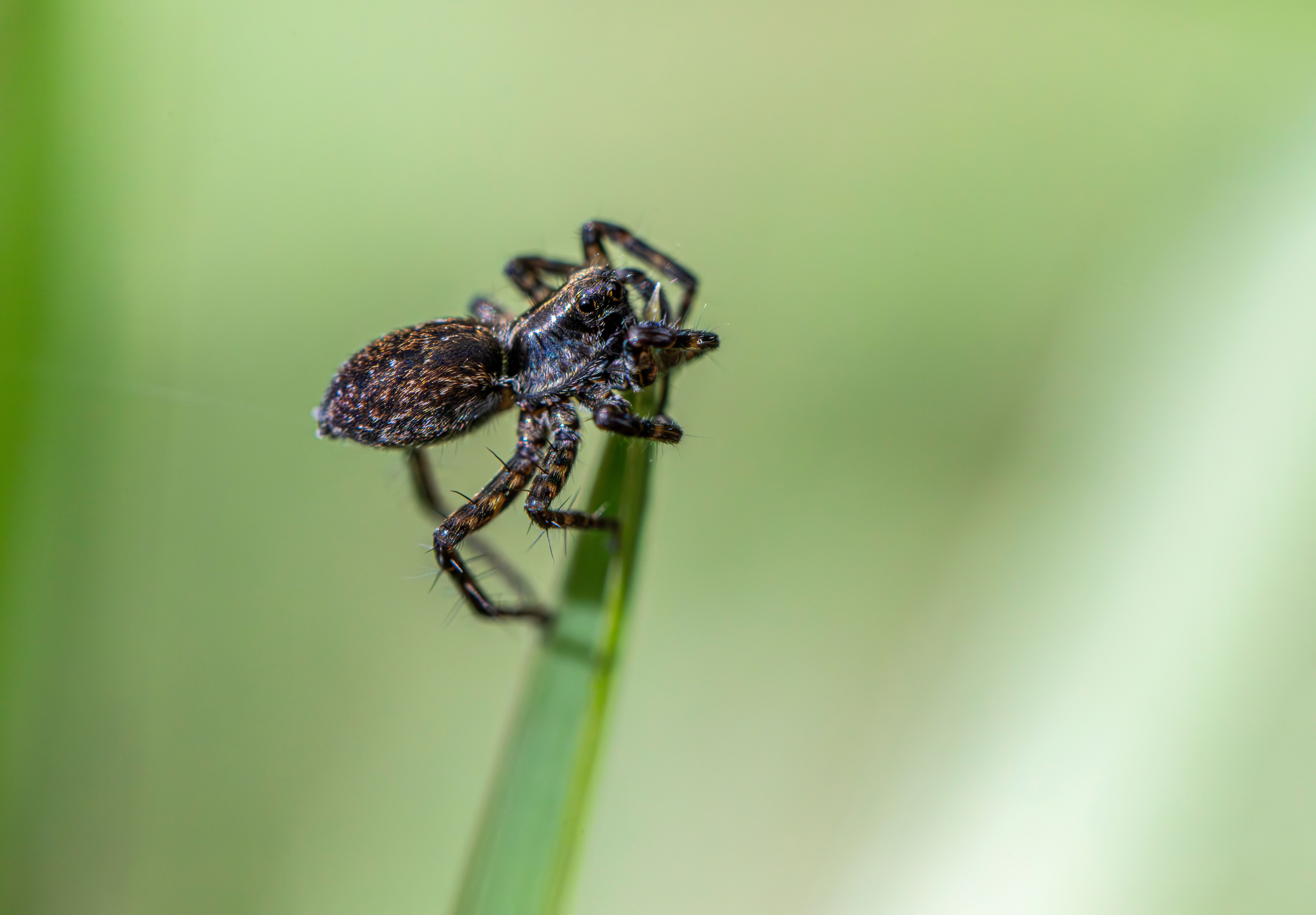 Close-up of a Wolf Spider Climbing a Leaf · Free Stock Photo