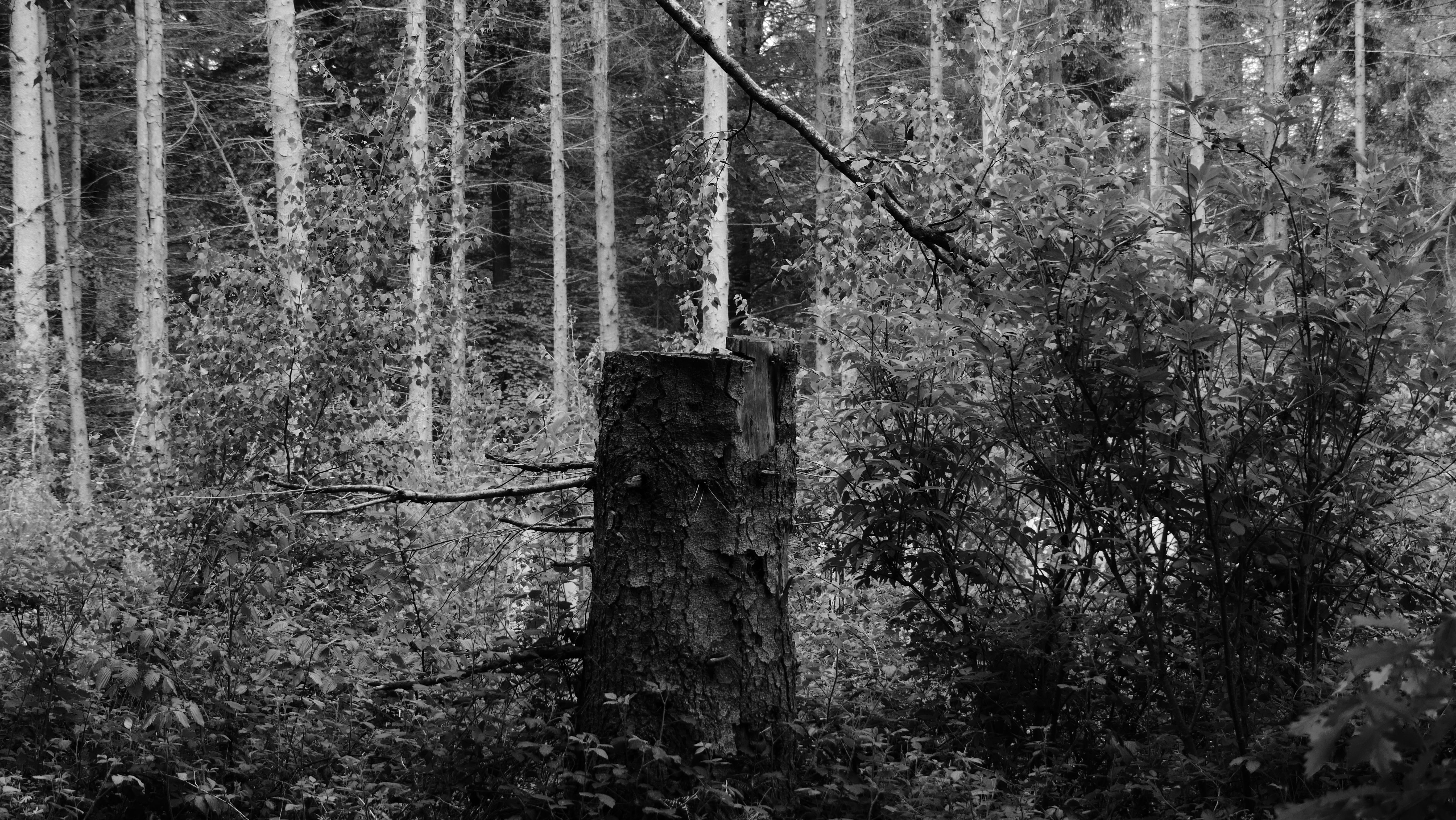 Moody Black and White Forest Scene in Bonn · Free Stock Photo