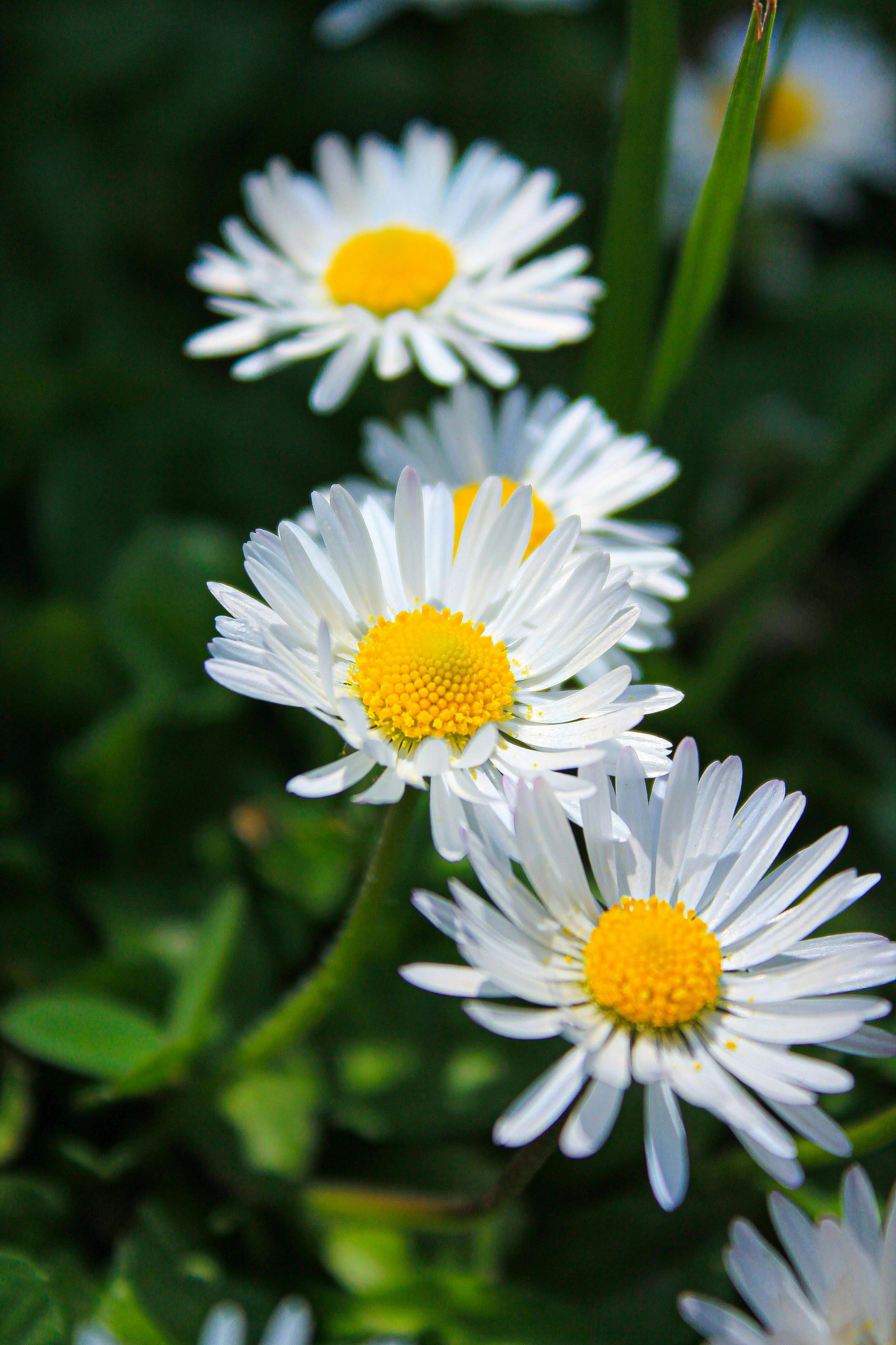 Greenery 4k Photos, Download The BEST Free Greenery 4k Stock Photos ...