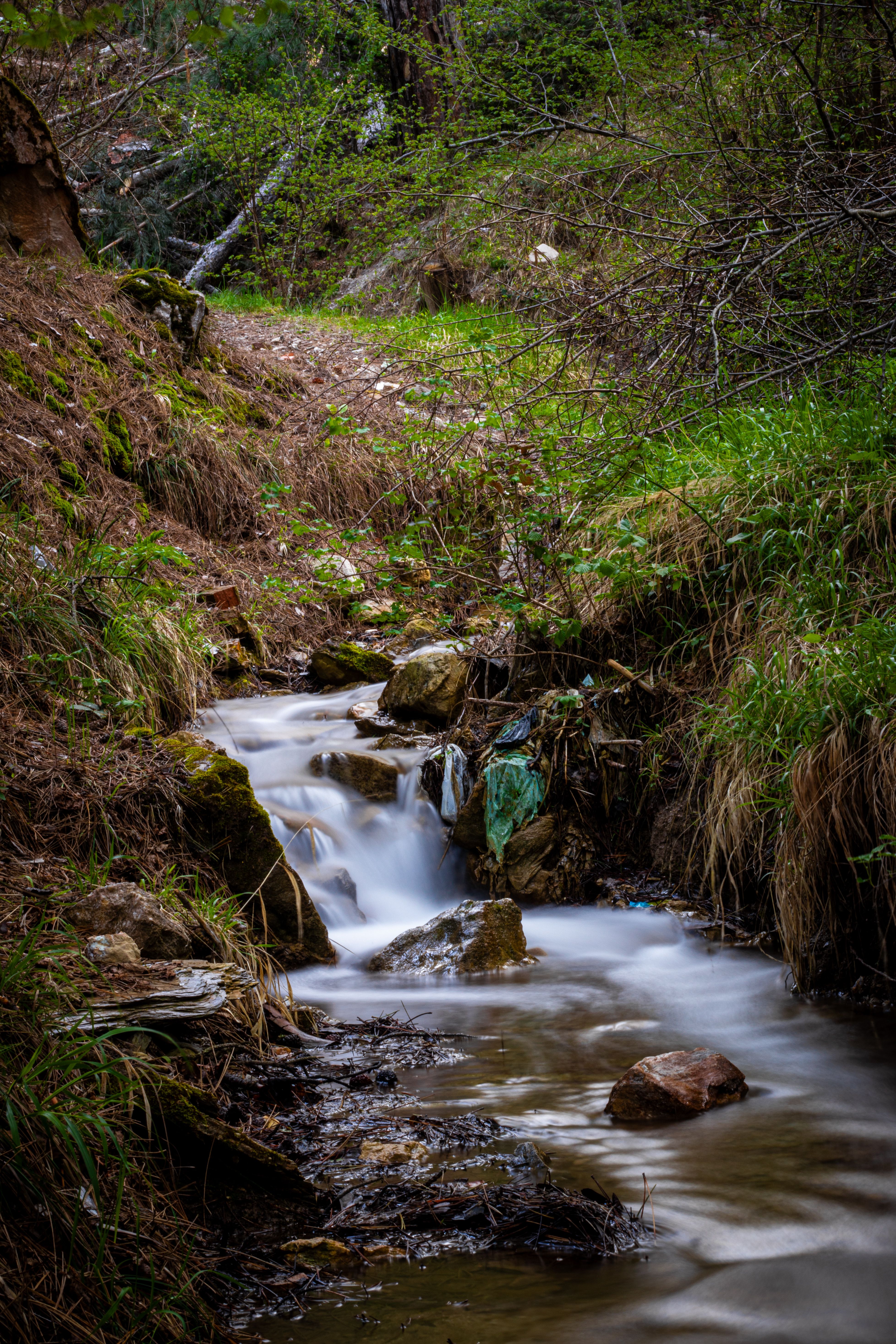 Tranquil Forest Brook with Flowing Water · Free Stock Photo