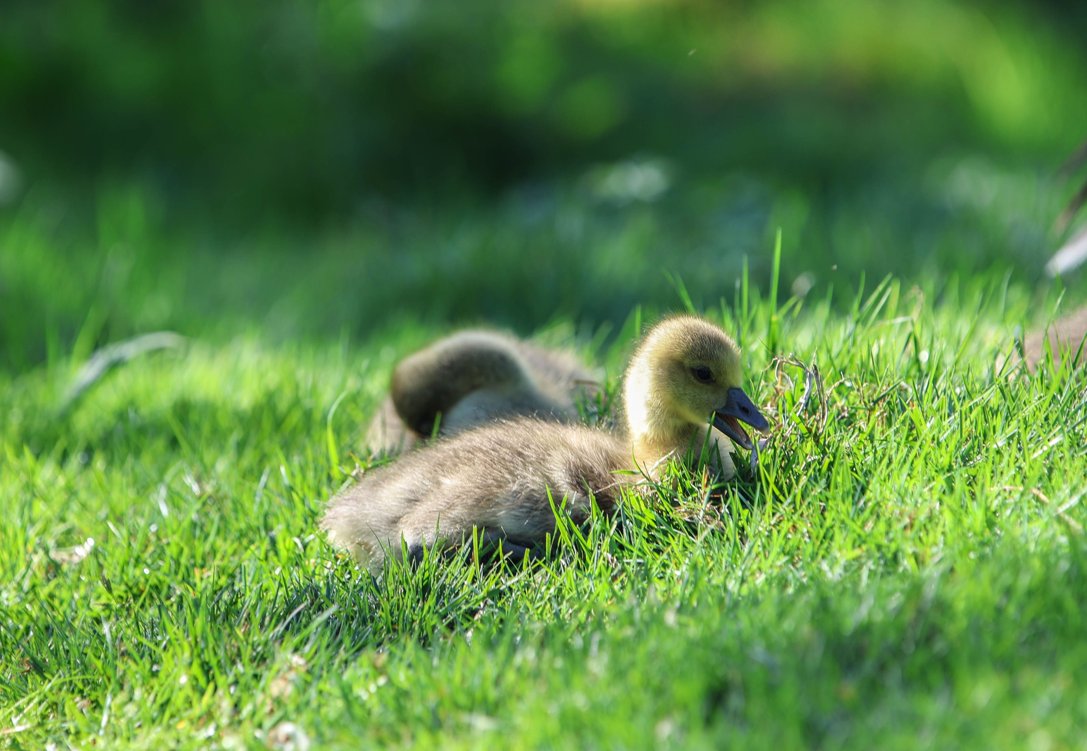 Goslings Resting on Lush Green Grass in Spring · Free Stock Photo