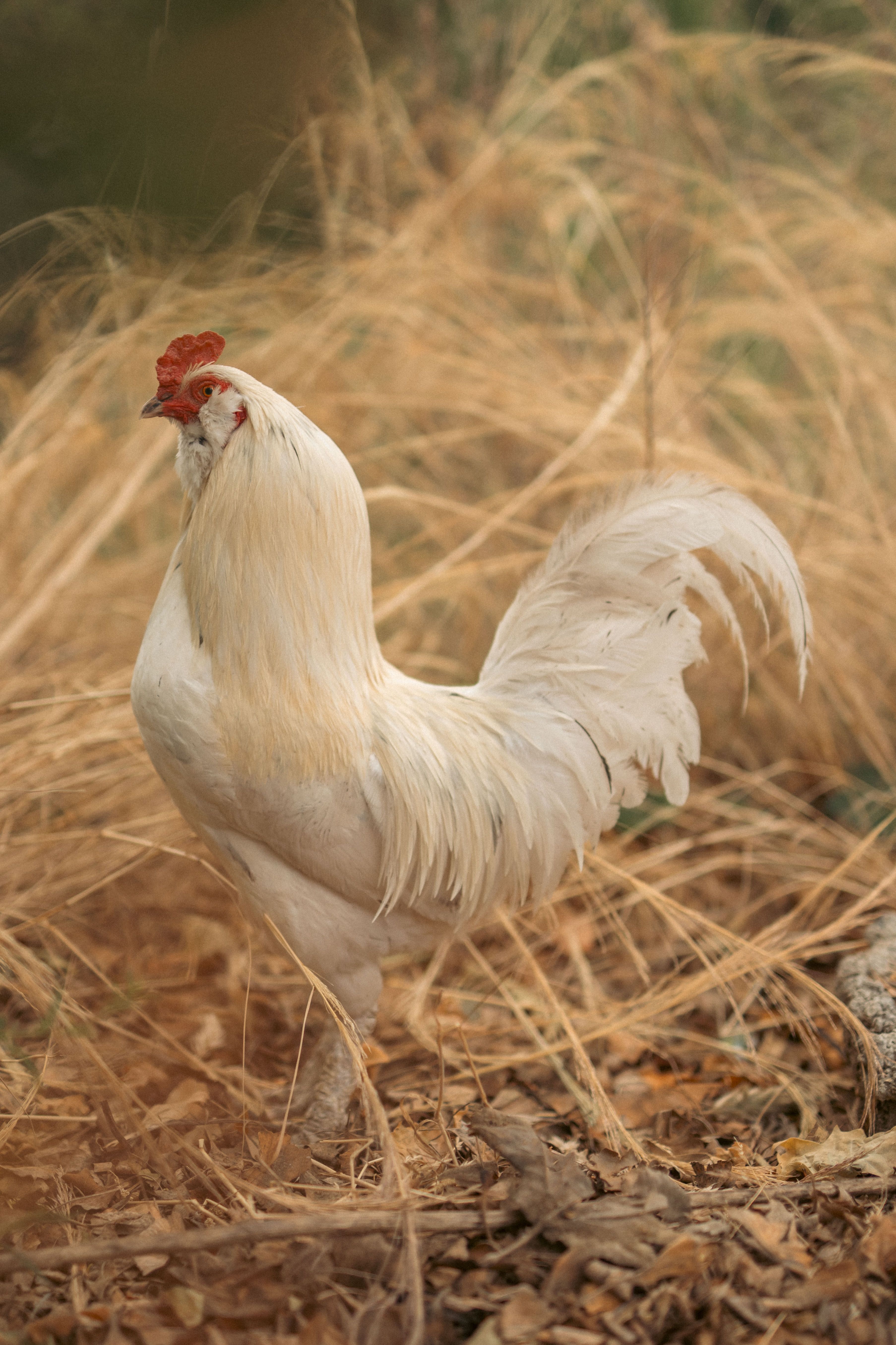 Funny Chicken Photos, Download The BEST Free Funny Chicken Stock Photos ...