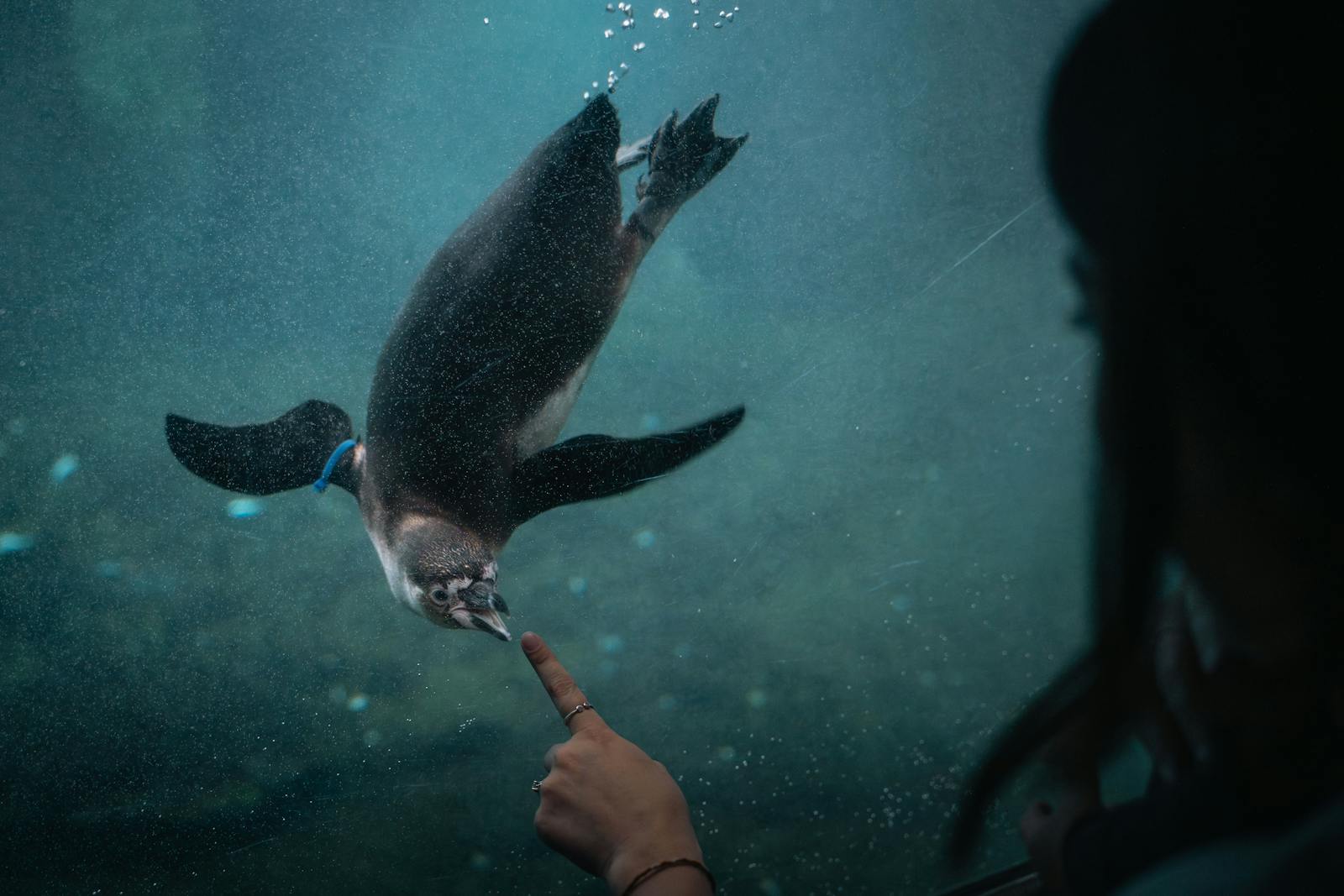 Picture Of Penguin Photos, Download The BEST Free Picture Of Penguin ...