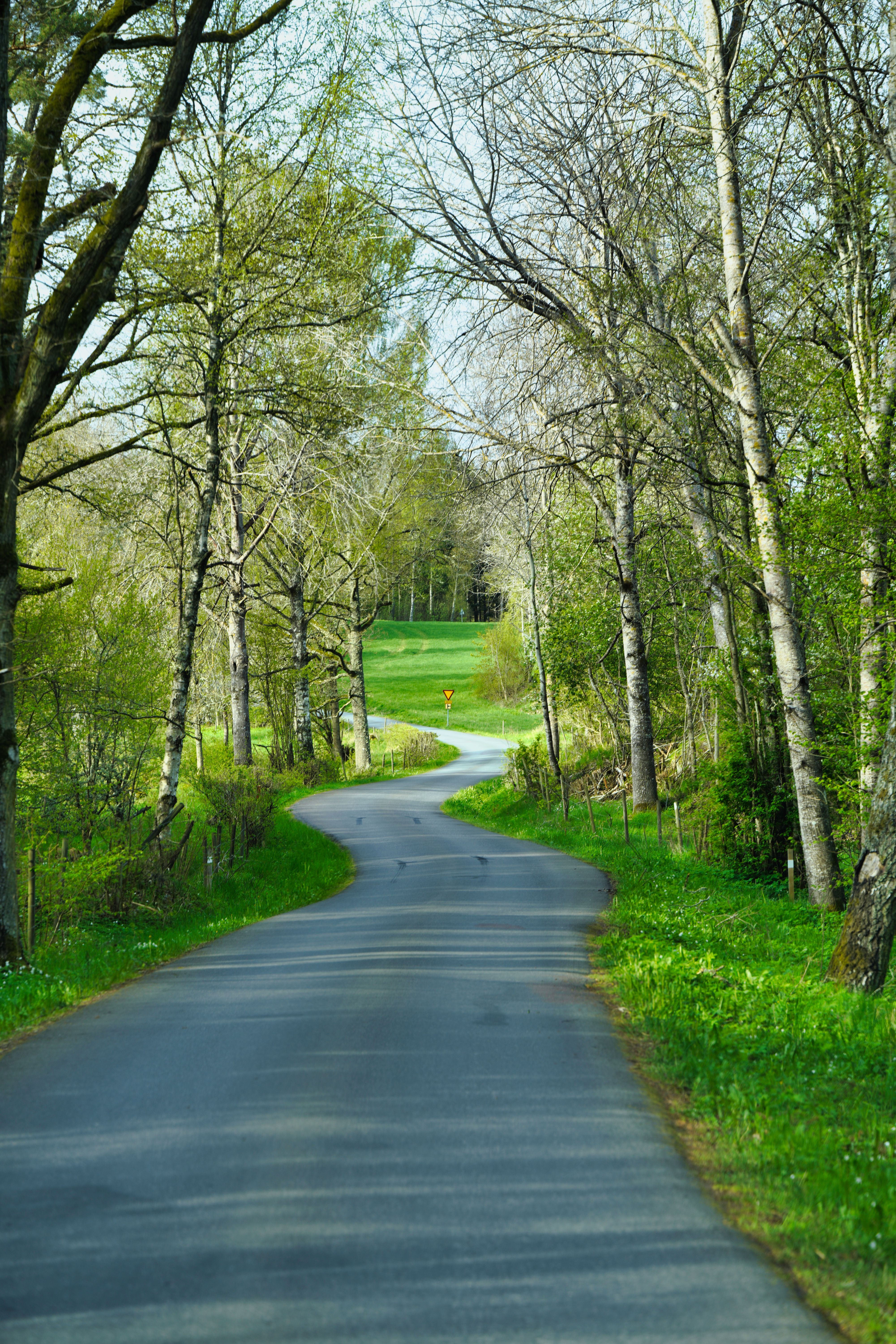 Curved Country Road Through Springtime Forest · Free Stock Photo