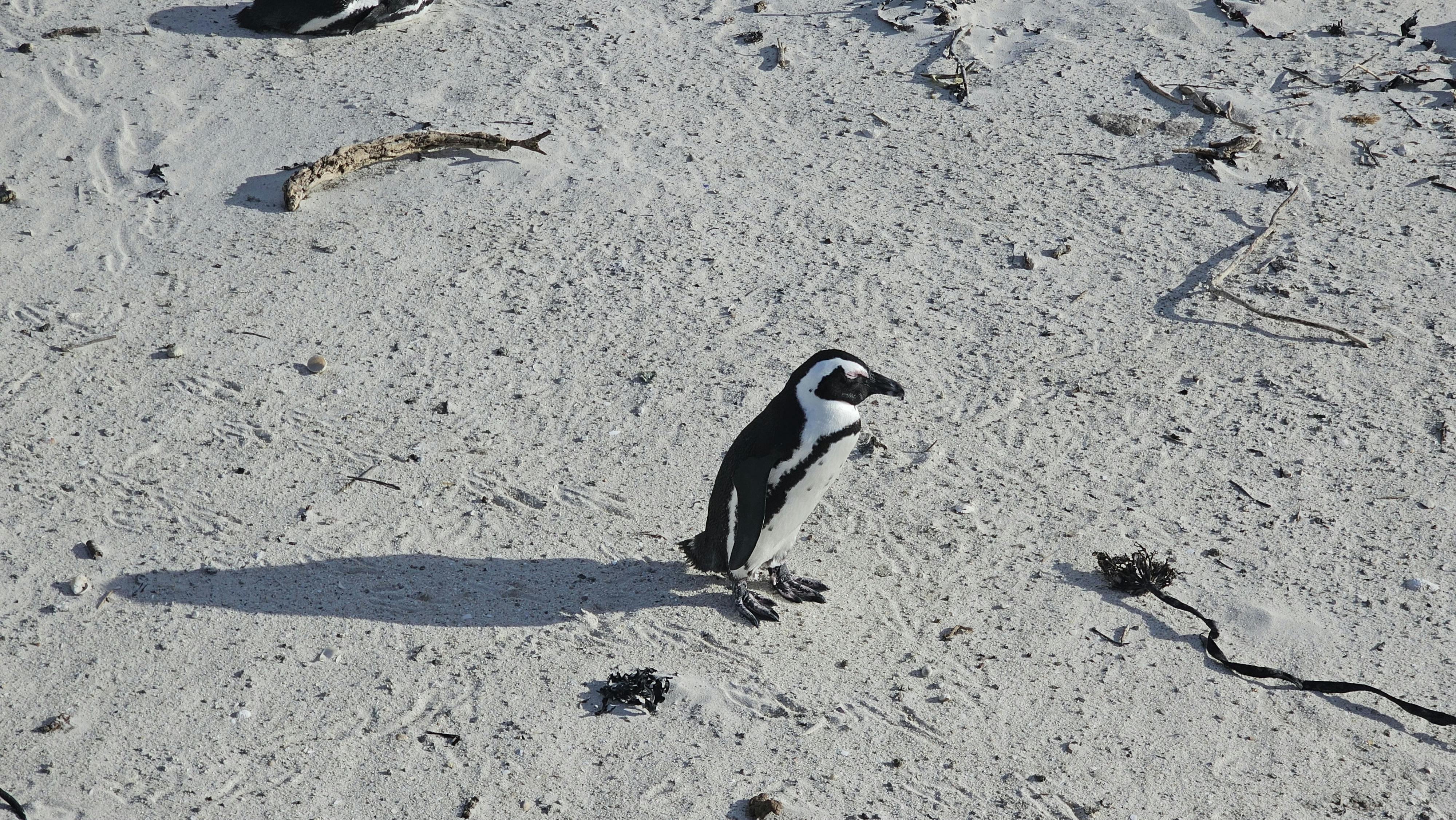 African Penguin Standing on Beach Sand · Free Stock Photo