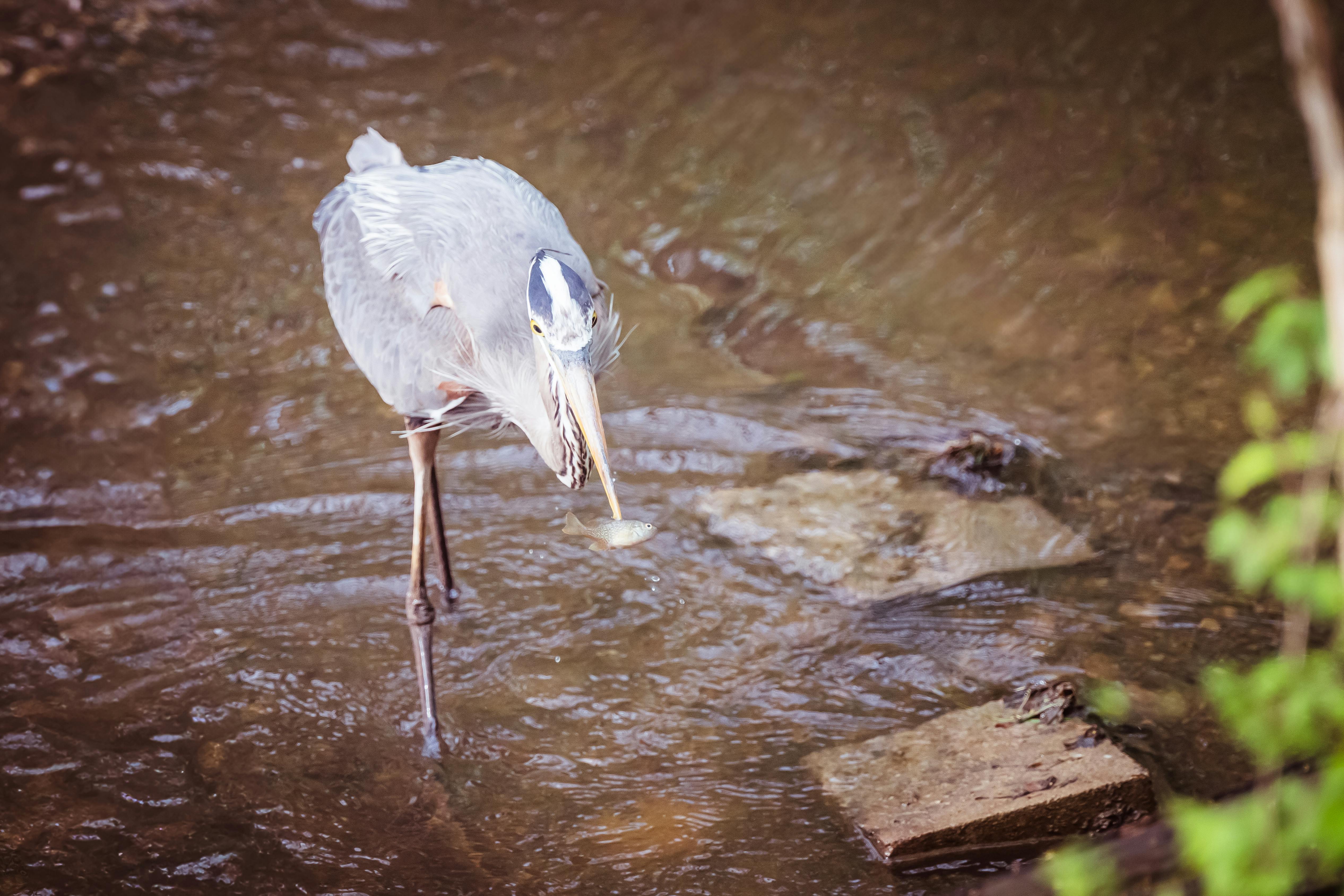 Great Blue Heron Catching Fish in Stream · Free Stock Photo